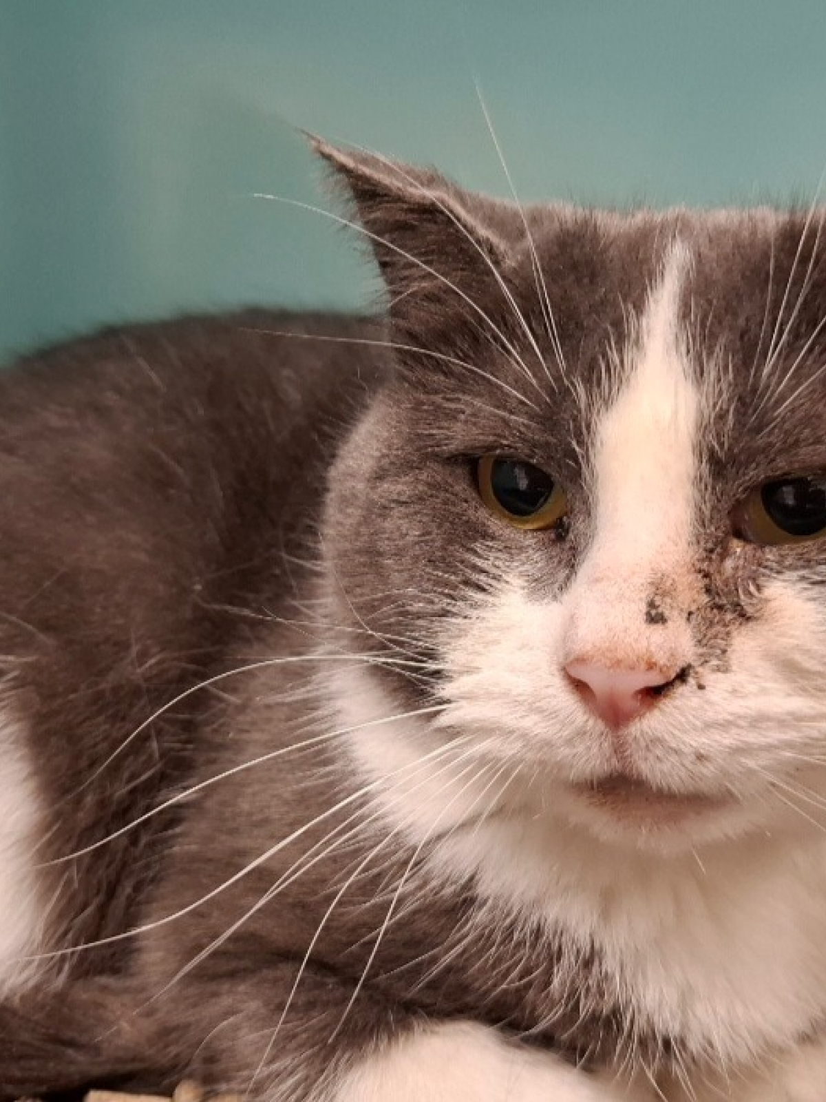 Gisele - Européen à adopter à Tilloy-lès-Mofflaines (62) - Animaux.fr