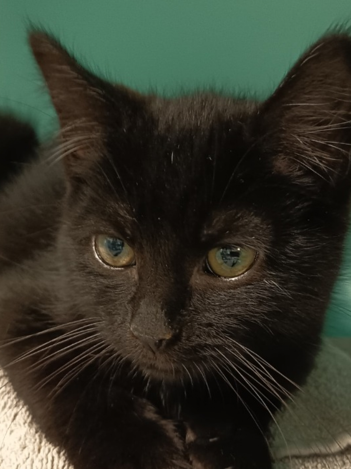 Ron - Européen à adopter à Vaux-le-Pénil (77) - Animaux.fr