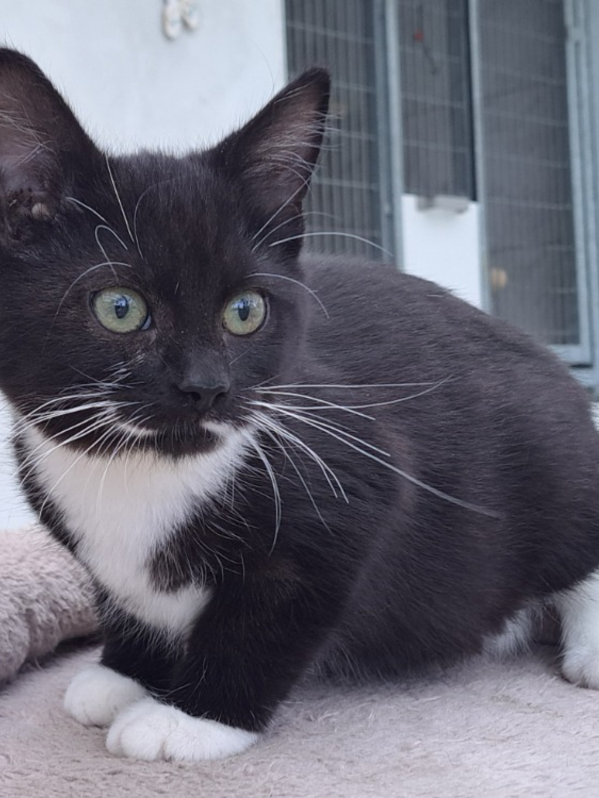 Amba - Européen à adopter à Laon (02) - Animaux.fr