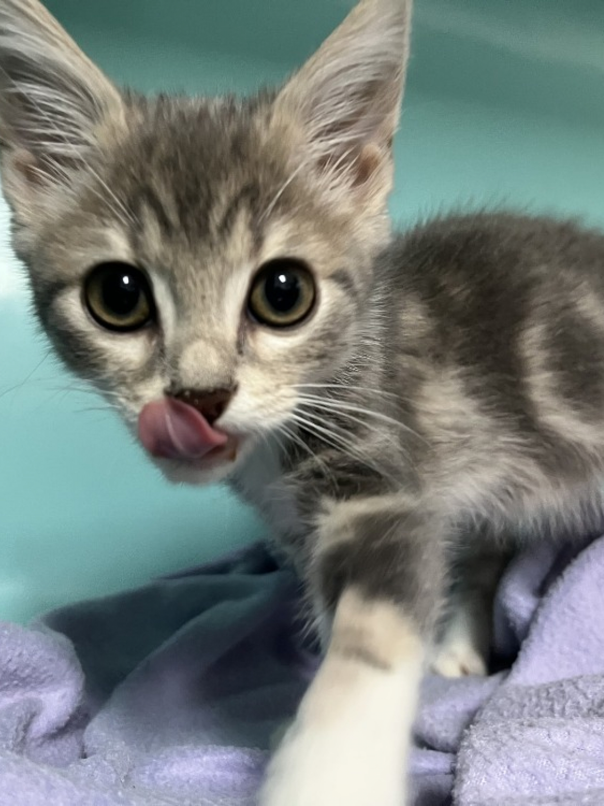 Robeen - Européen à adopter à Perpignan (66) - Animaux.fr