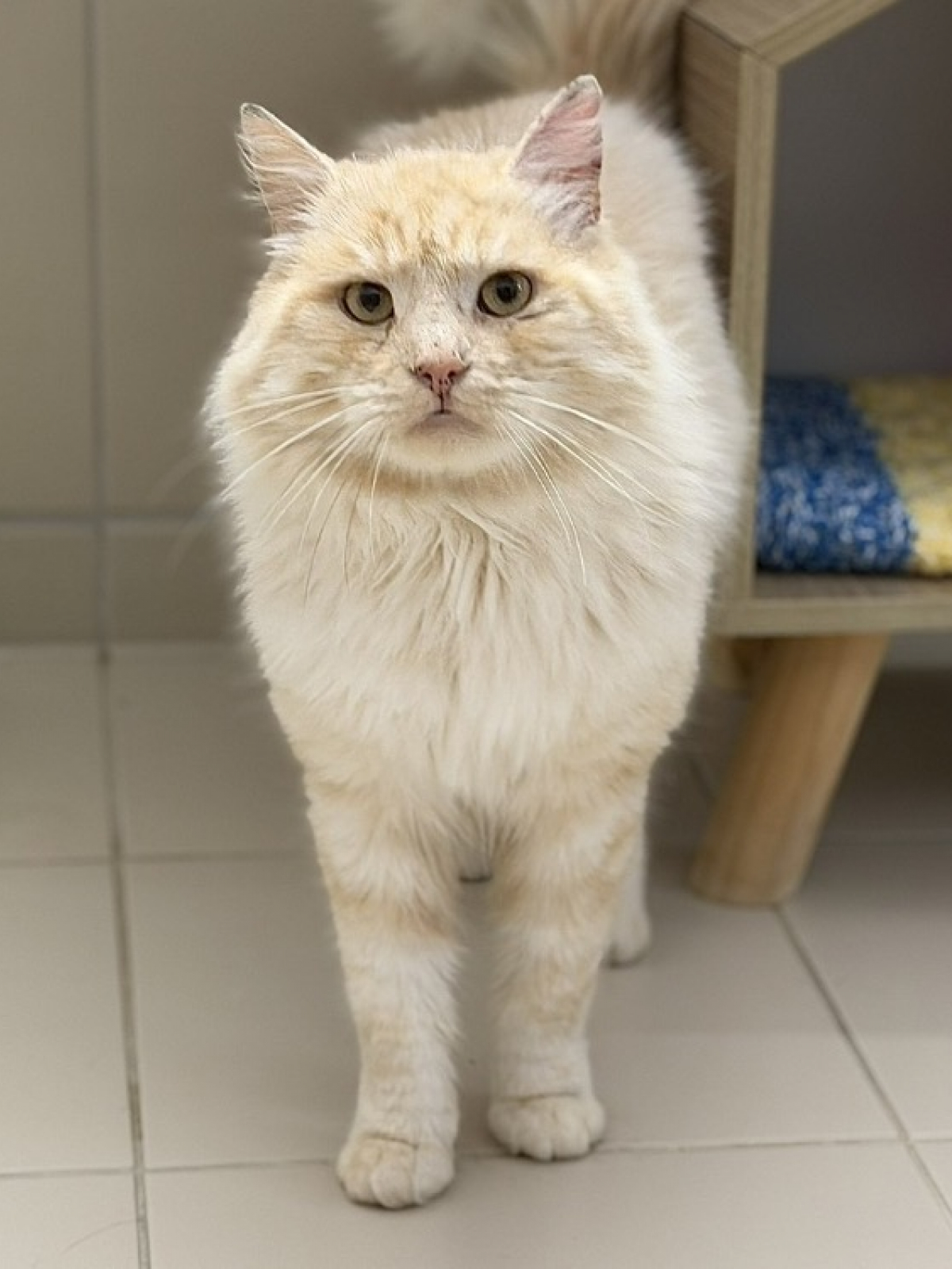 Milo - Européen à adopter à Compiègne (60) - Animaux.fr