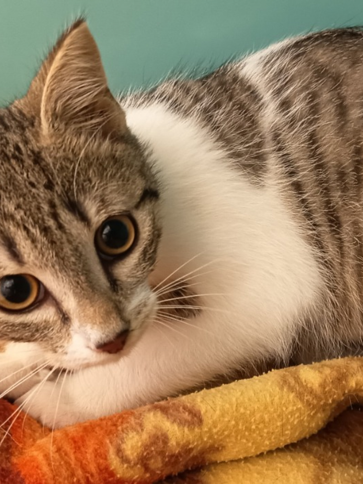 Mouche - Européen à adopter à Vaux-le-Pénil (77) - Animaux.fr