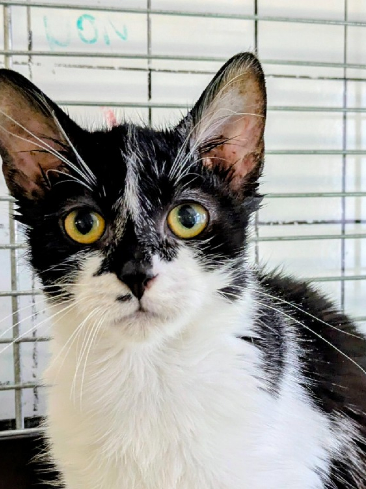 Urielle - Européen à adopter à Marennes (69) - Animaux.fr