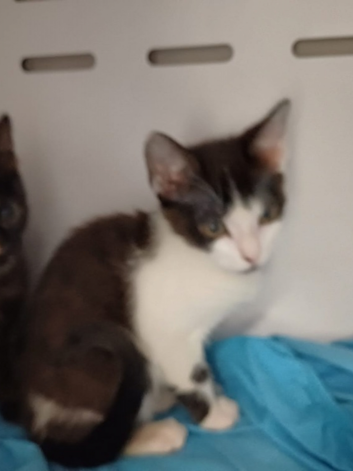 Luigi - Européen à adopter à Perpignan (66) - Animaux.fr