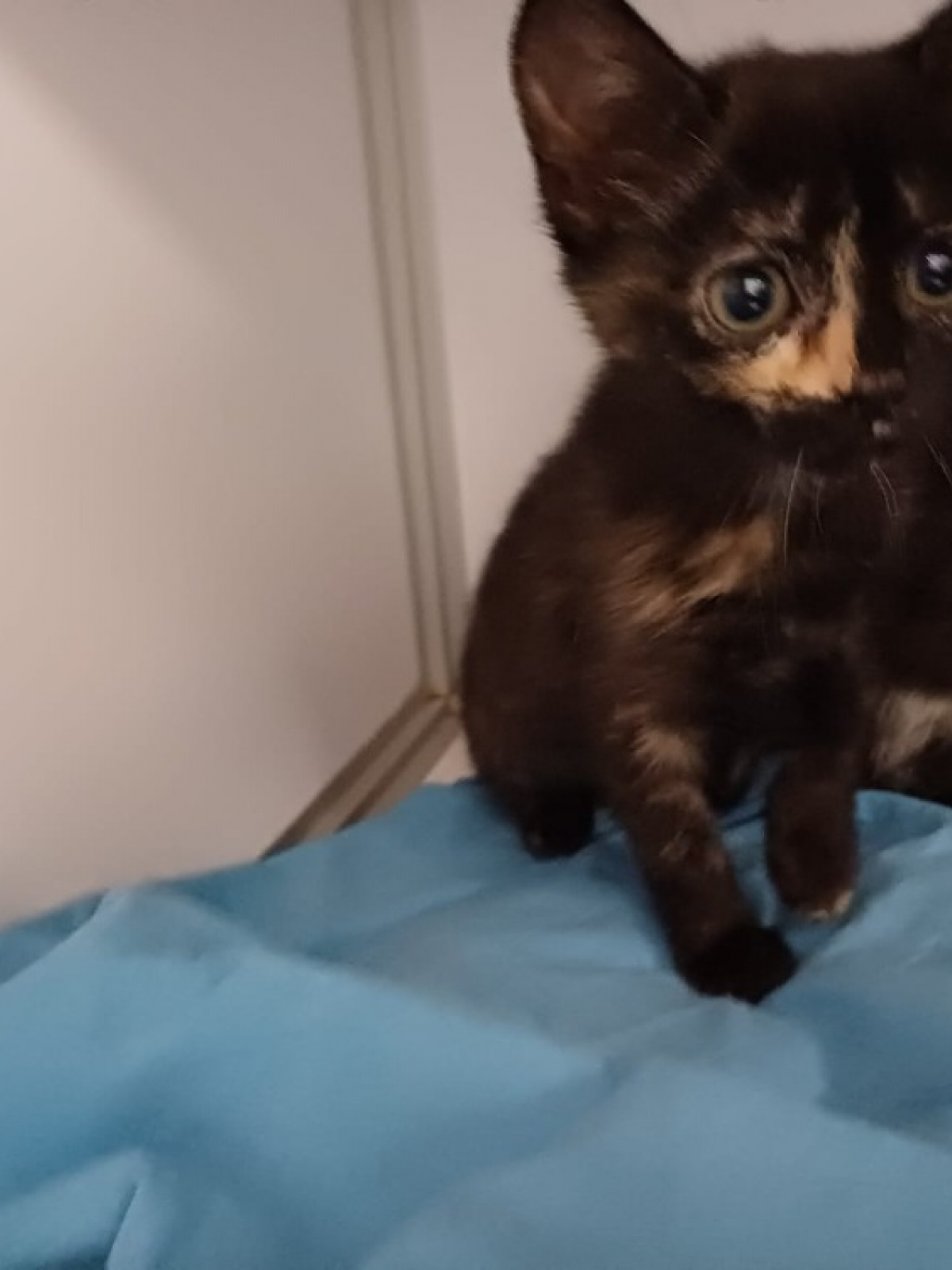 Harmonie - Européen à adopter à Perpignan (66) - Animaux.fr
