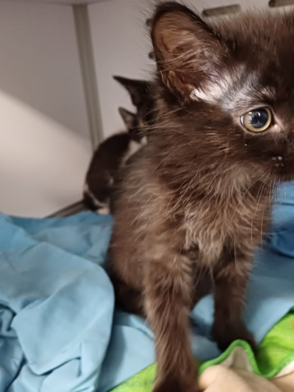 Daisy - Européen à adopter à Perpignan (66) - Animaux.fr