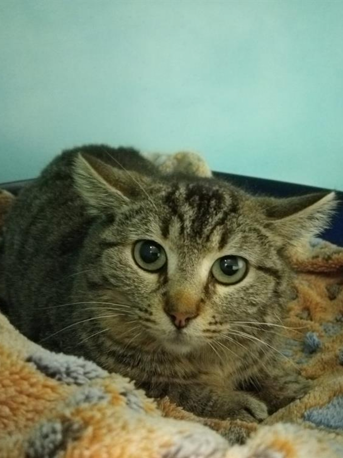 Jenga - Européen à adopter à Quimper (29) - Animaux.fr