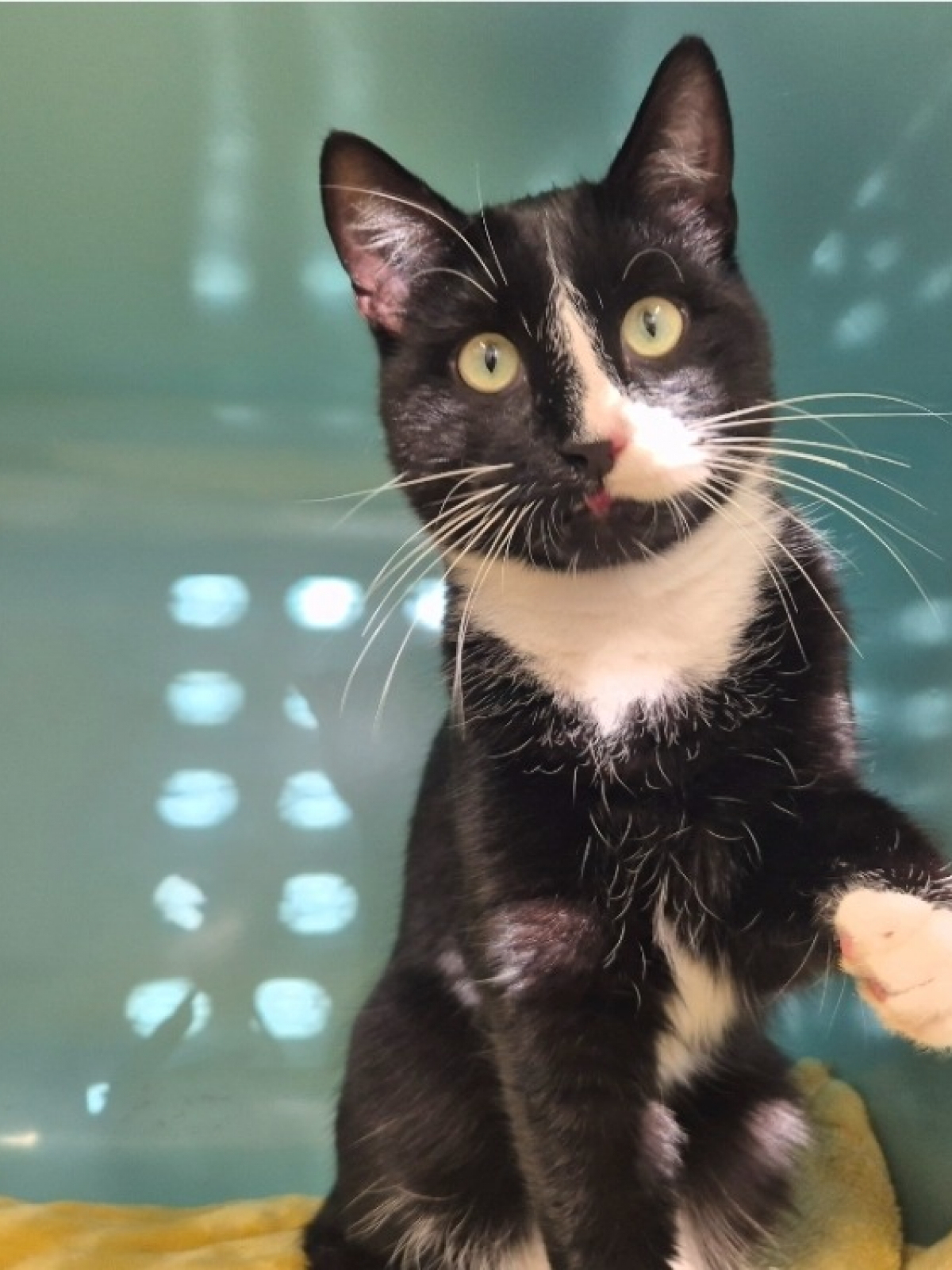 Yéti - Européen à adopter à Saint-Pierre-du-Mont (40) - Animaux.fr