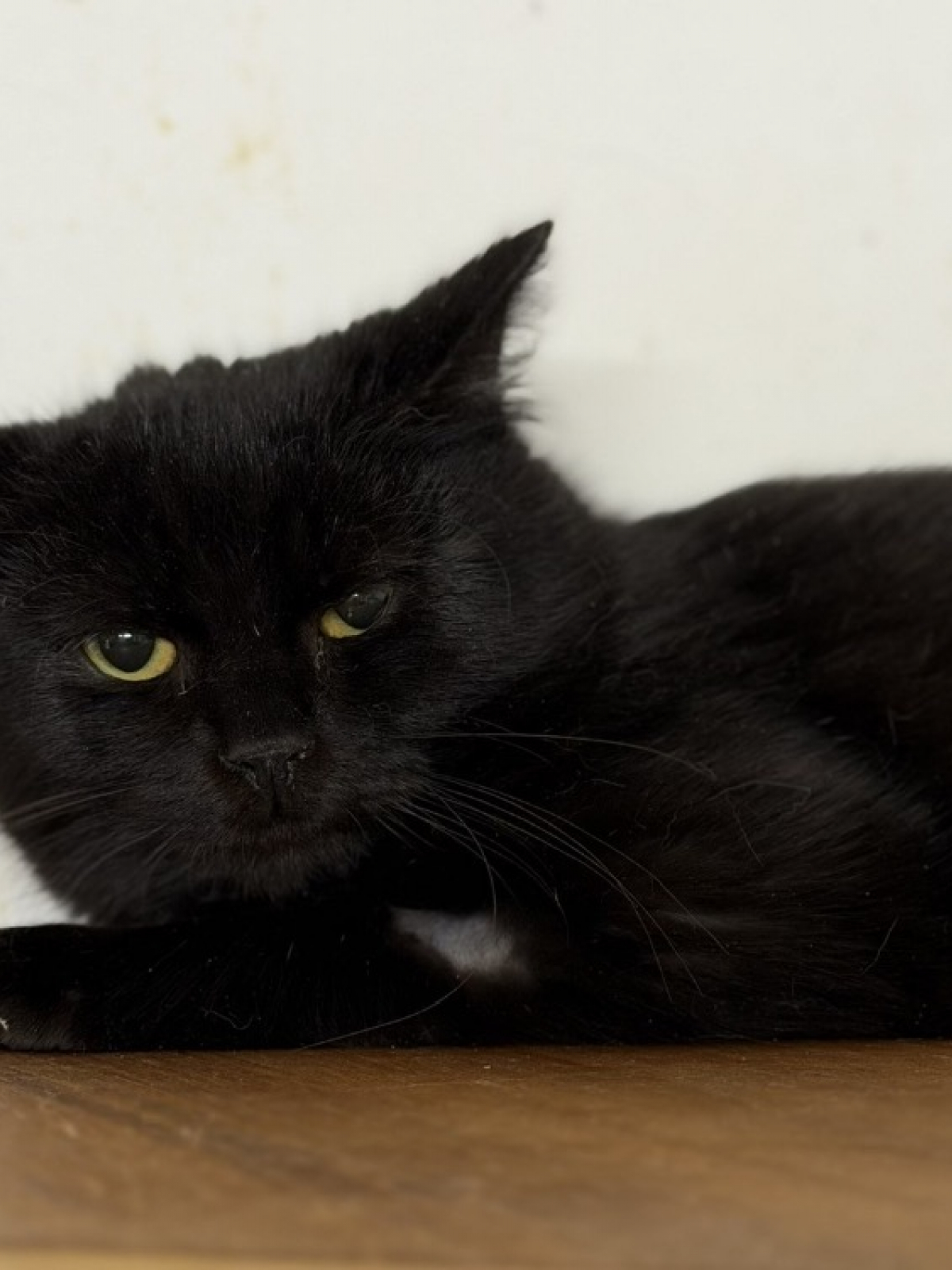 Leylo - Européen à adopter à Compiègne (60) - Animaux.fr
