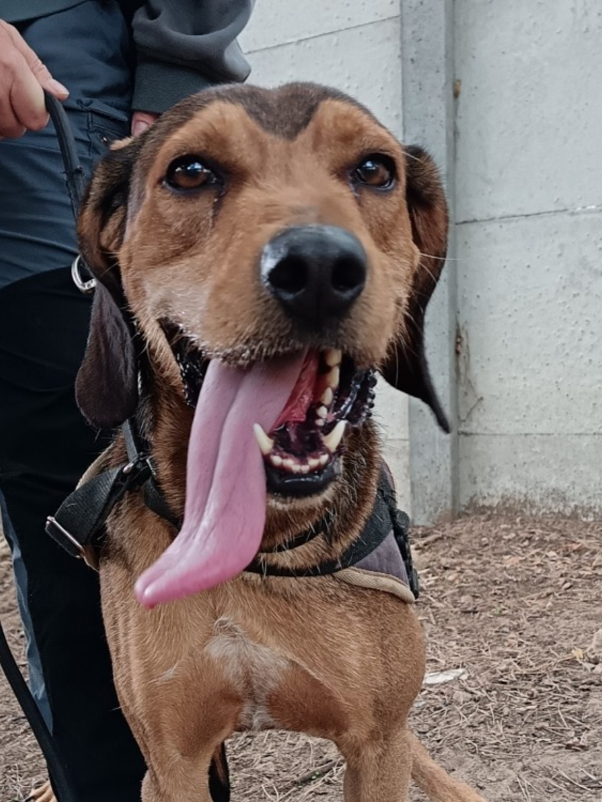 Bruno - Bruno du Jura à adopter à Flayosc (83) - Animaux.fr