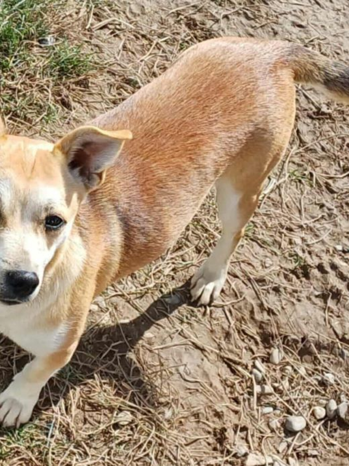 Bianca - Chien à adopter - Animaux.fr