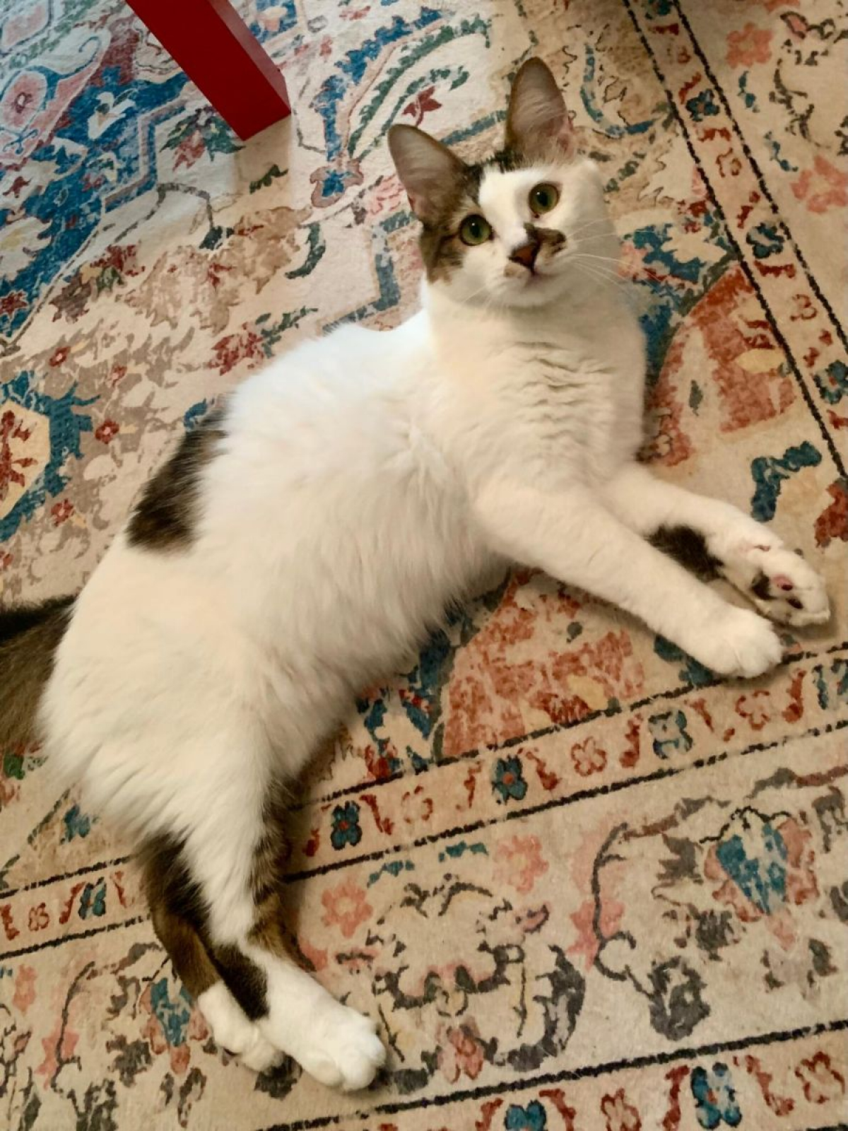 LYLY - Chat à adopter - Animaux.fr