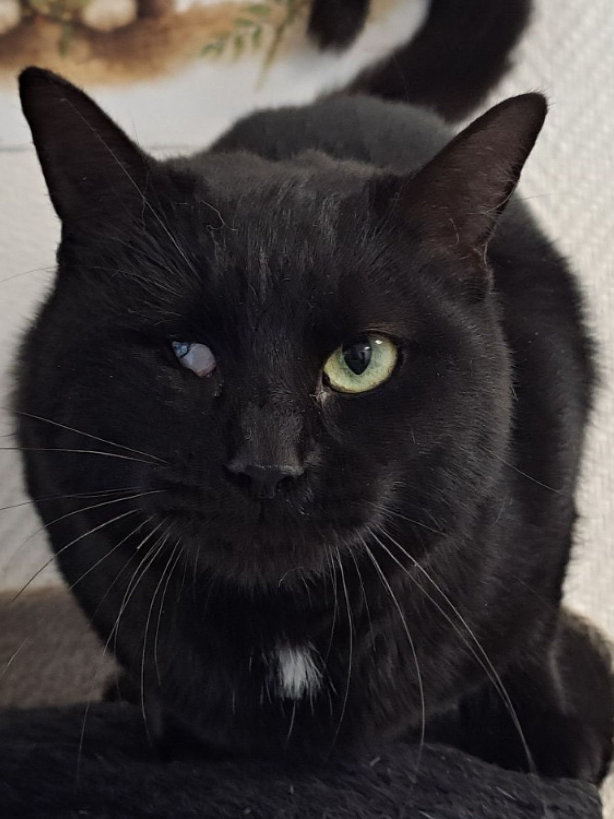 Samara - Européen à adopter à Laon (02) - Animaux.fr