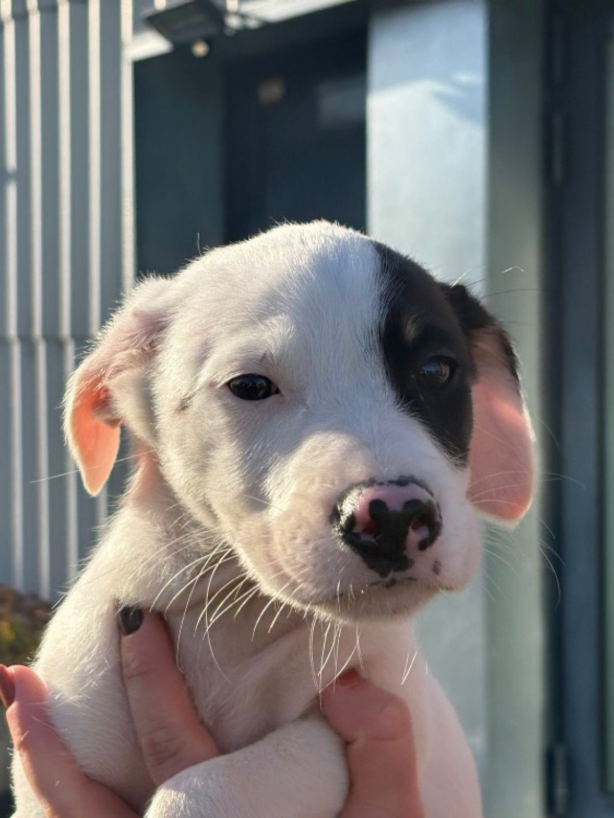 Tika - Chien à adopter à Cholet (49) - Animaux.fr