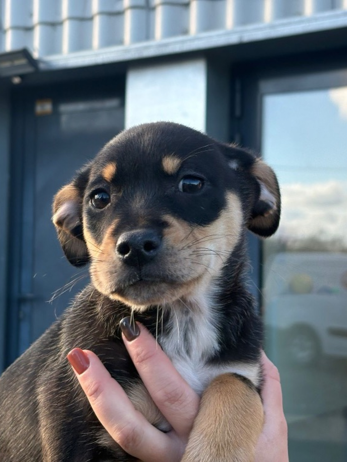 Kimi - Chien à adopter à Cholet (49) - Animaux.fr