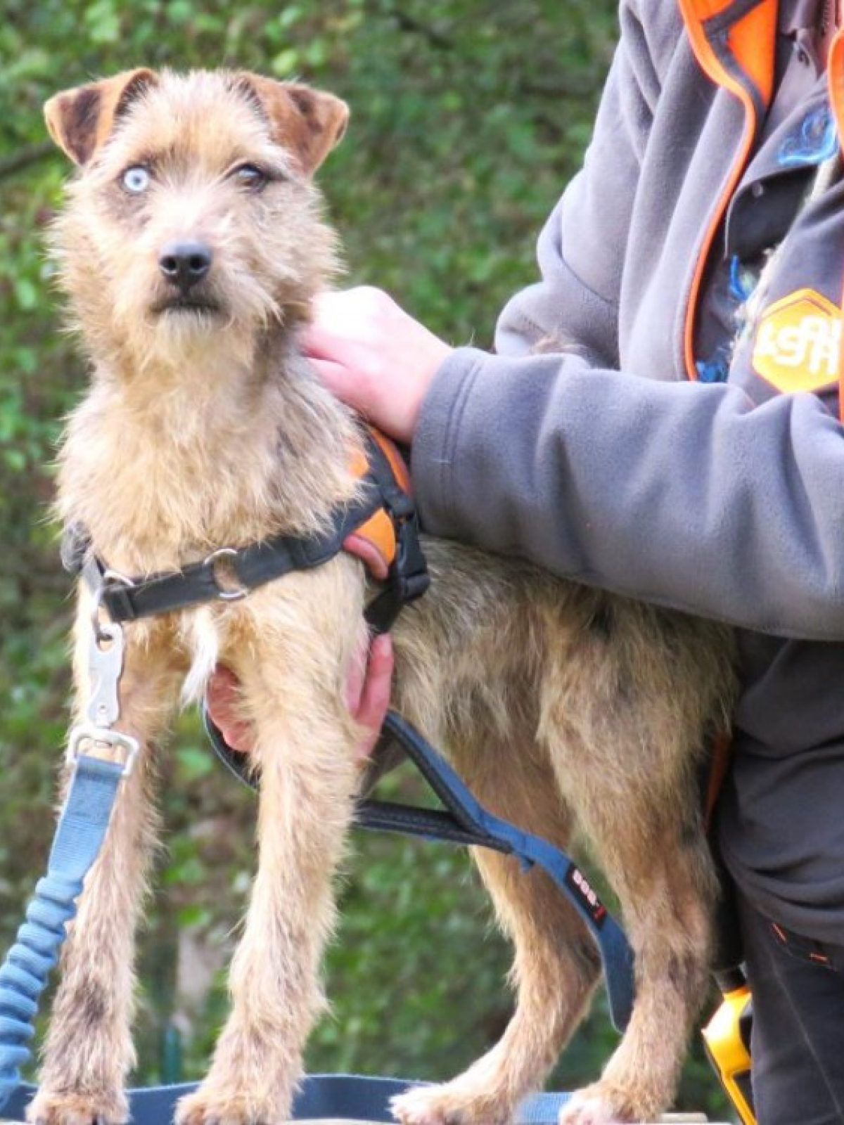 Gipsy - Chien à adopter à Yvré-l’évêque (72) - Animaux.fr