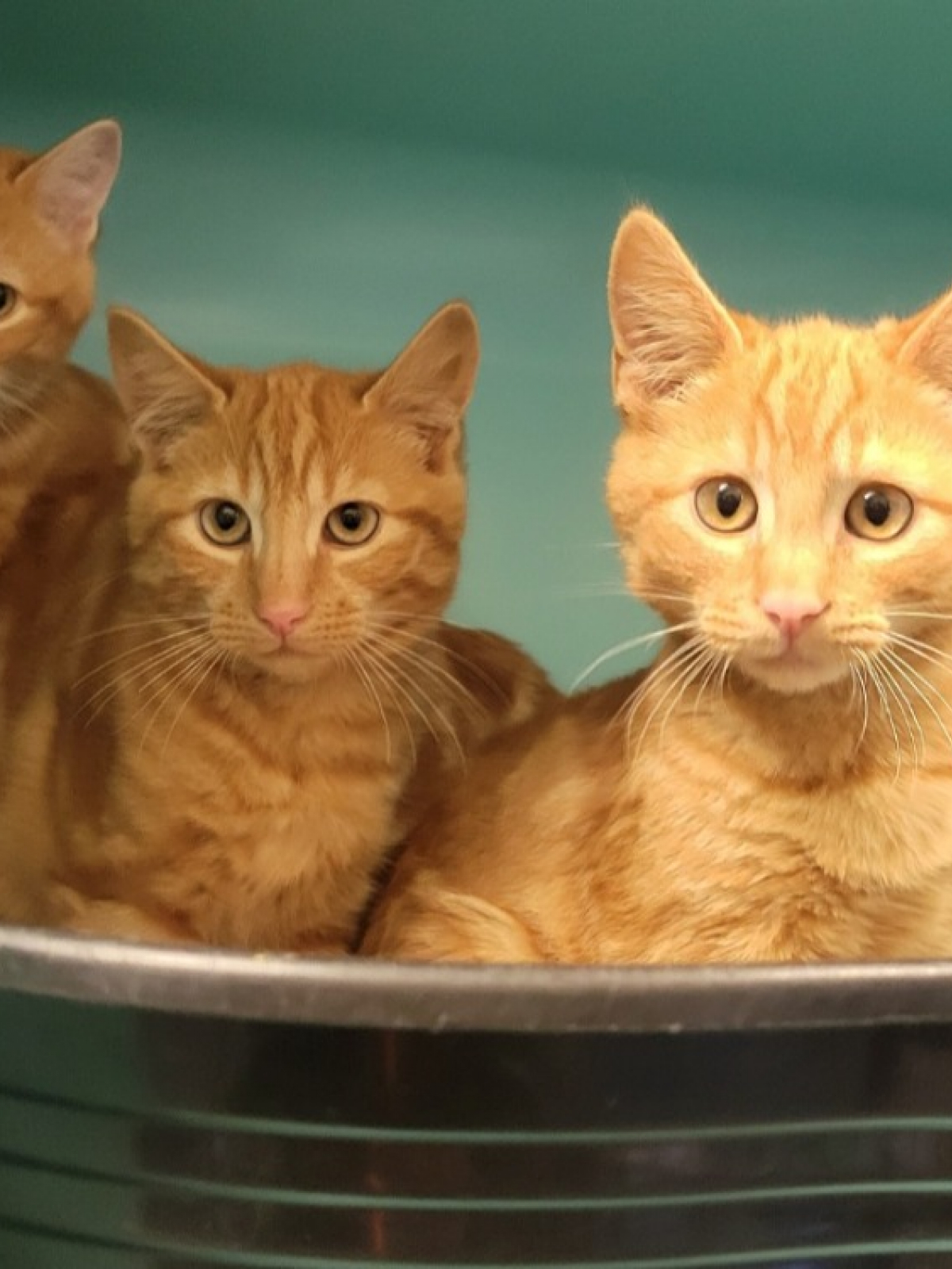 Fergus - Européen à adopter à Le Garric (81) - Animaux.fr
