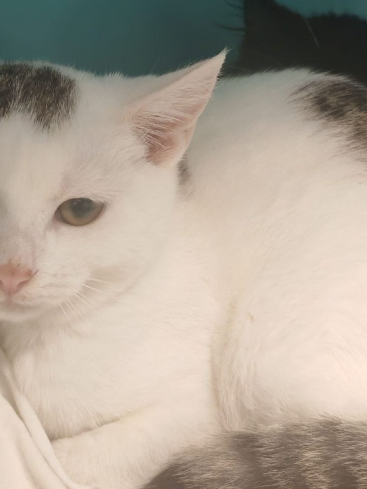 Tic - Européen à adopter à Gennevilliers (92) - Animaux.fr