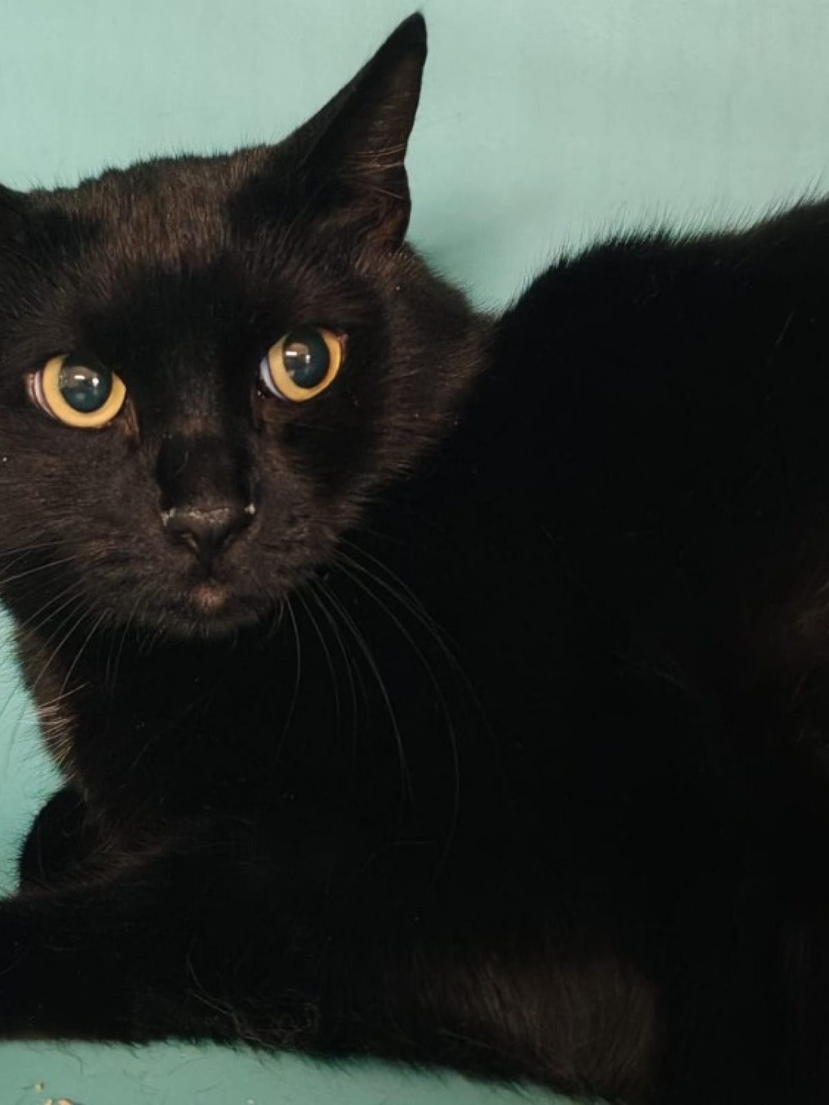 Othello - Européen à adopter à Gennevilliers (92) - Animaux.fr