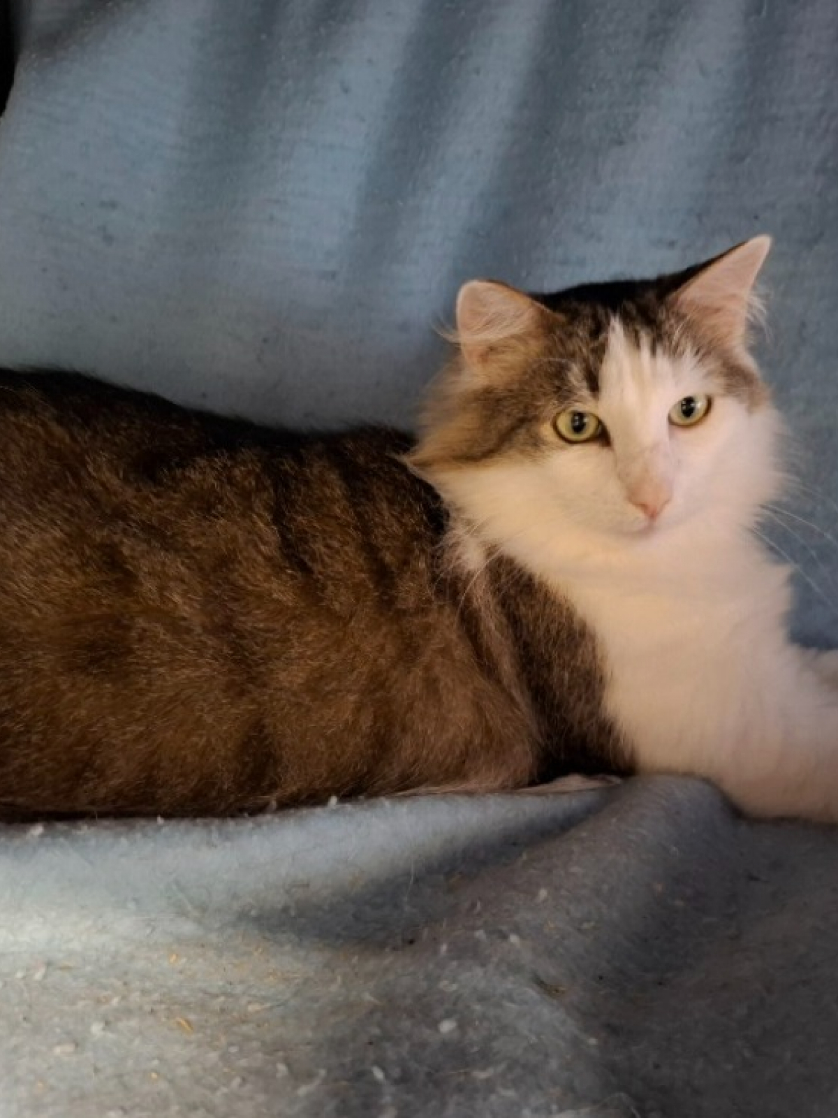Haïti - Européen à adopter à Tilloy-lès-Mofflaines (62) - Animaux.fr