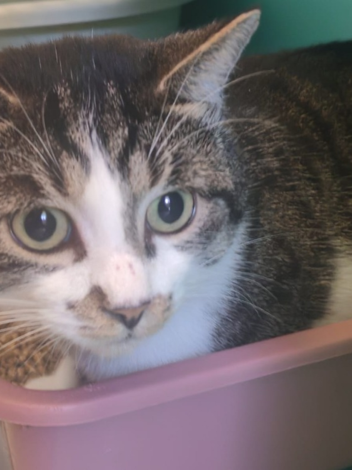 Huck - Européen à adopter à Gennevilliers (92) - Animaux.fr