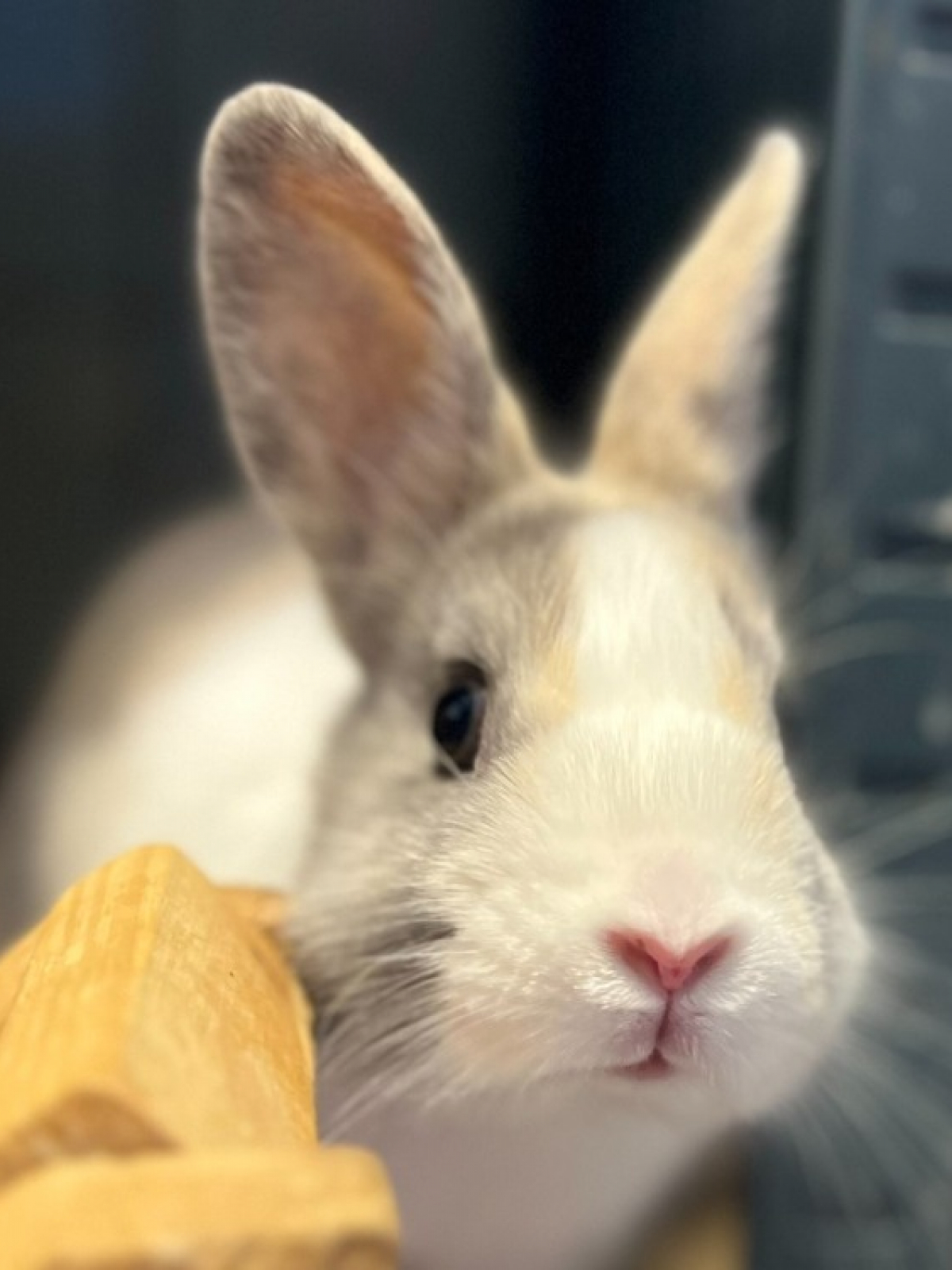 Tibou - Lapin à adopter à Gennevilliers (92) - Animaux.fr