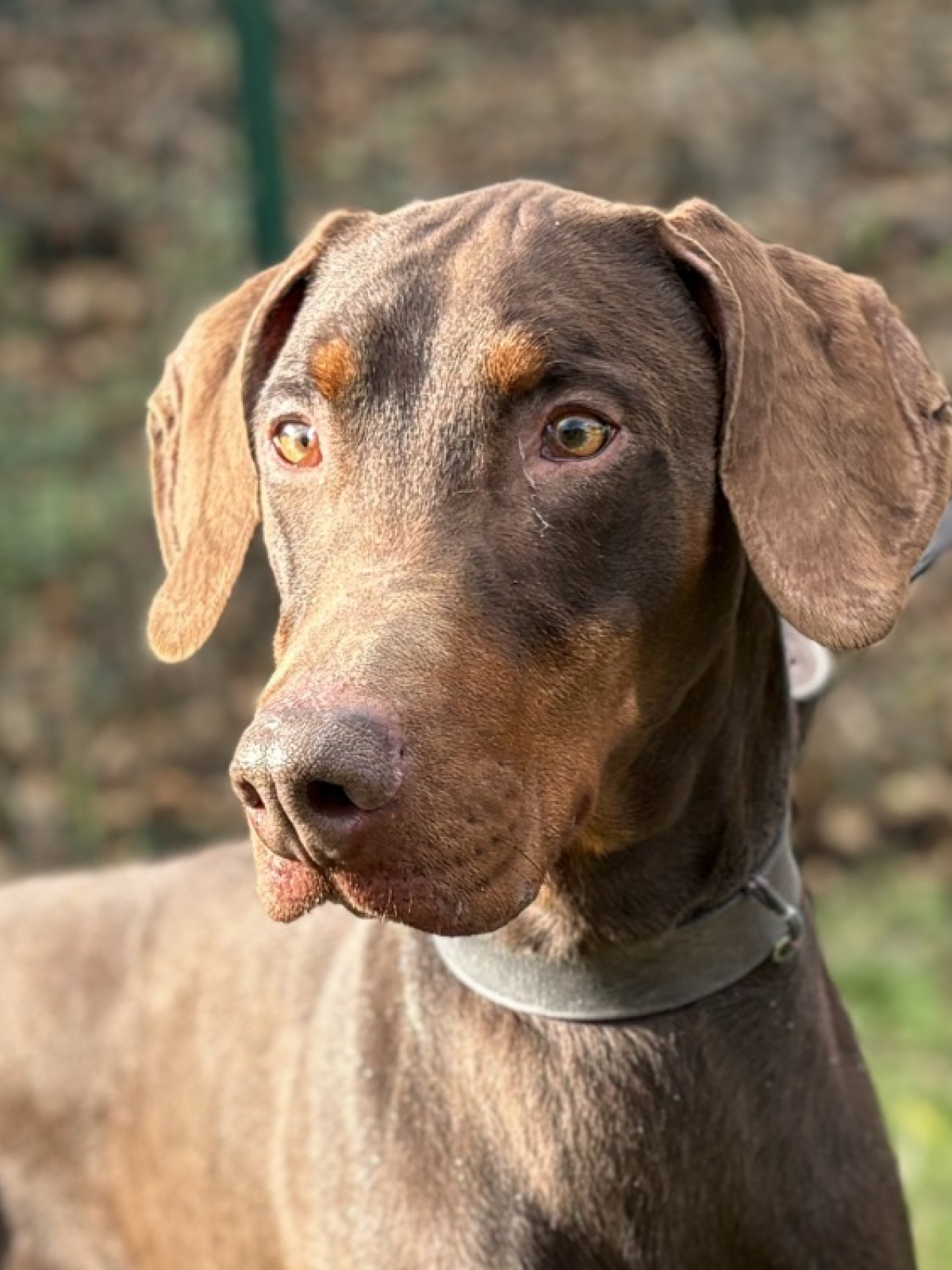 Django - Dobermann à adopter à Gennevilliers (92) - Animaux.fr