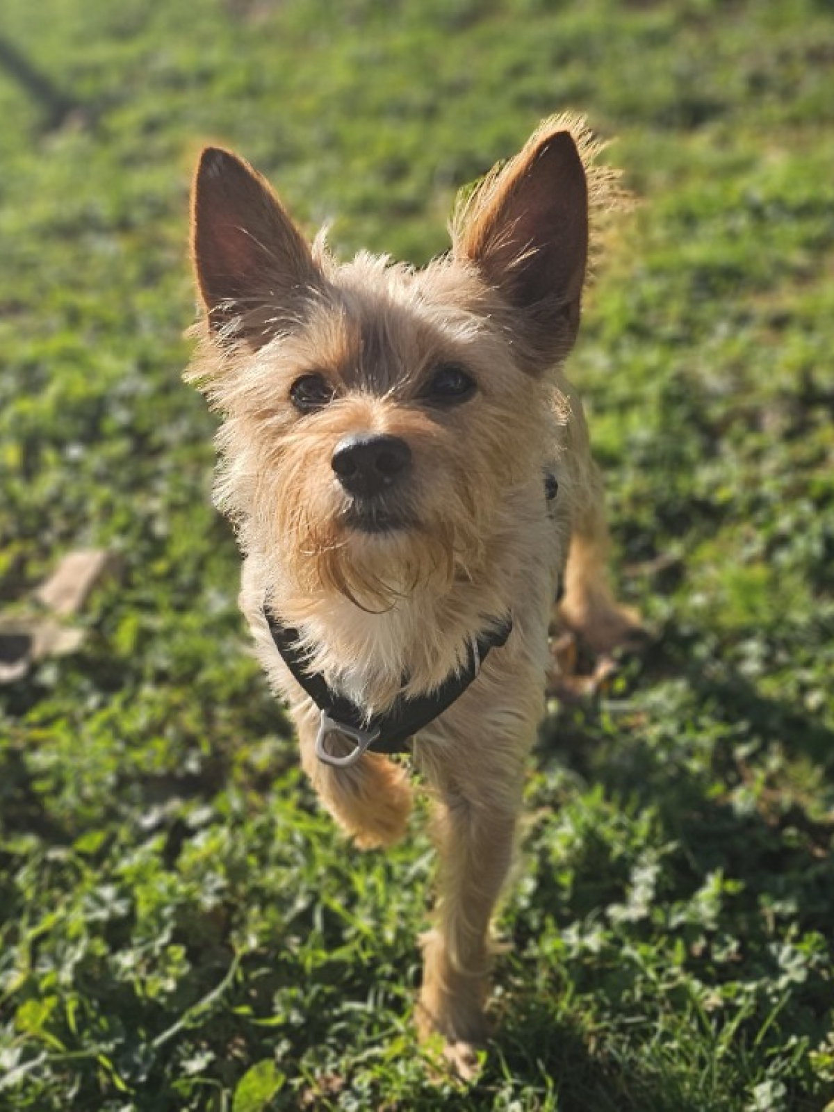 Ocky - Chien à adopter à Vallérargues (30) - Animaux.fr