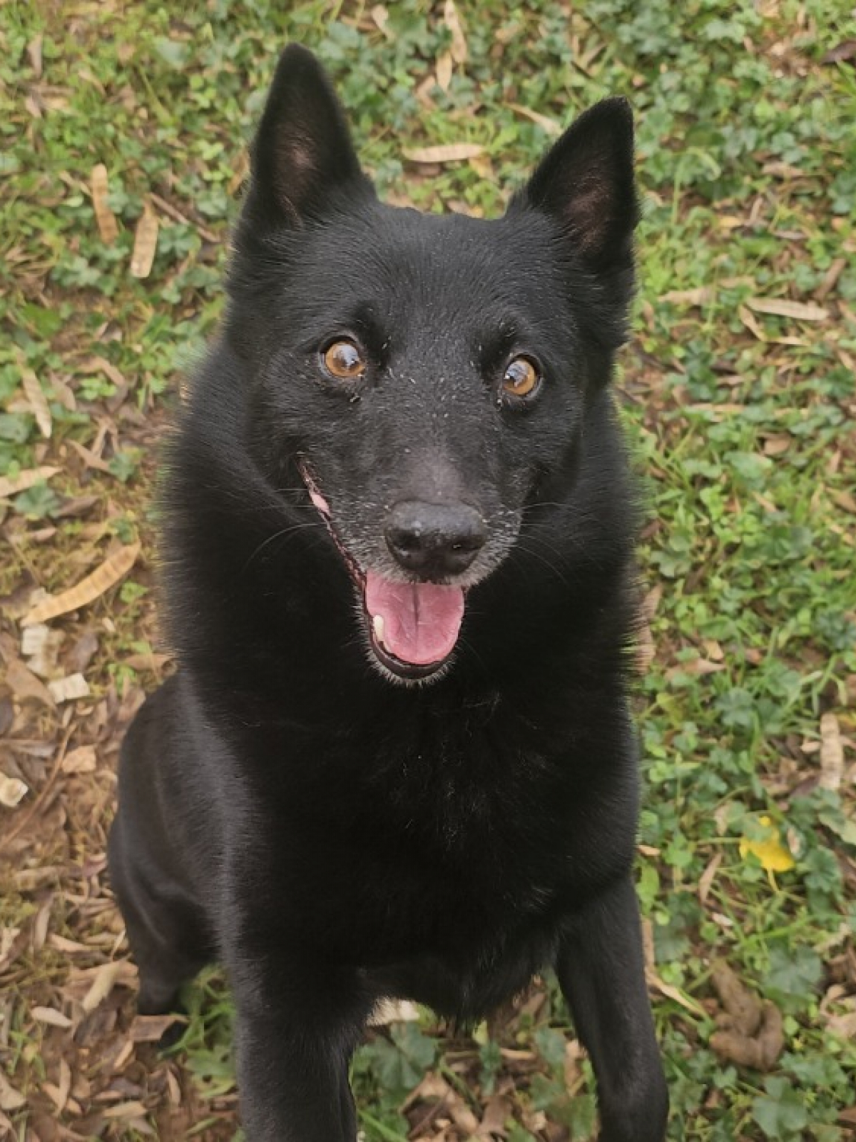 Nicky - Schipperke à adopter à Vallerargues (30) - Animaux.fr