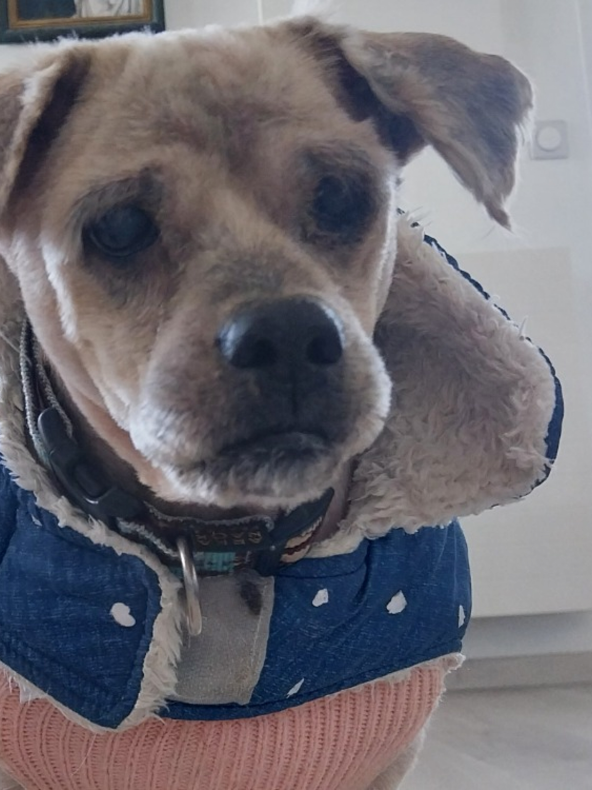 Guismo - Lhassa Apso à adopter à Saint-Germain-du-Pinel (35) - Animaux.fr