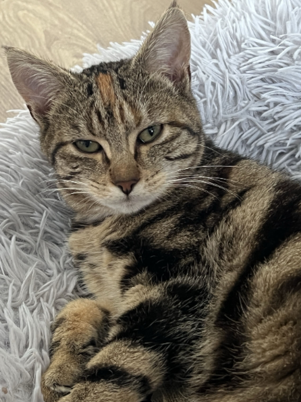 Pixie - Européen à adopter à Chilleurs-aux-Bois (45) - Animaux.fr