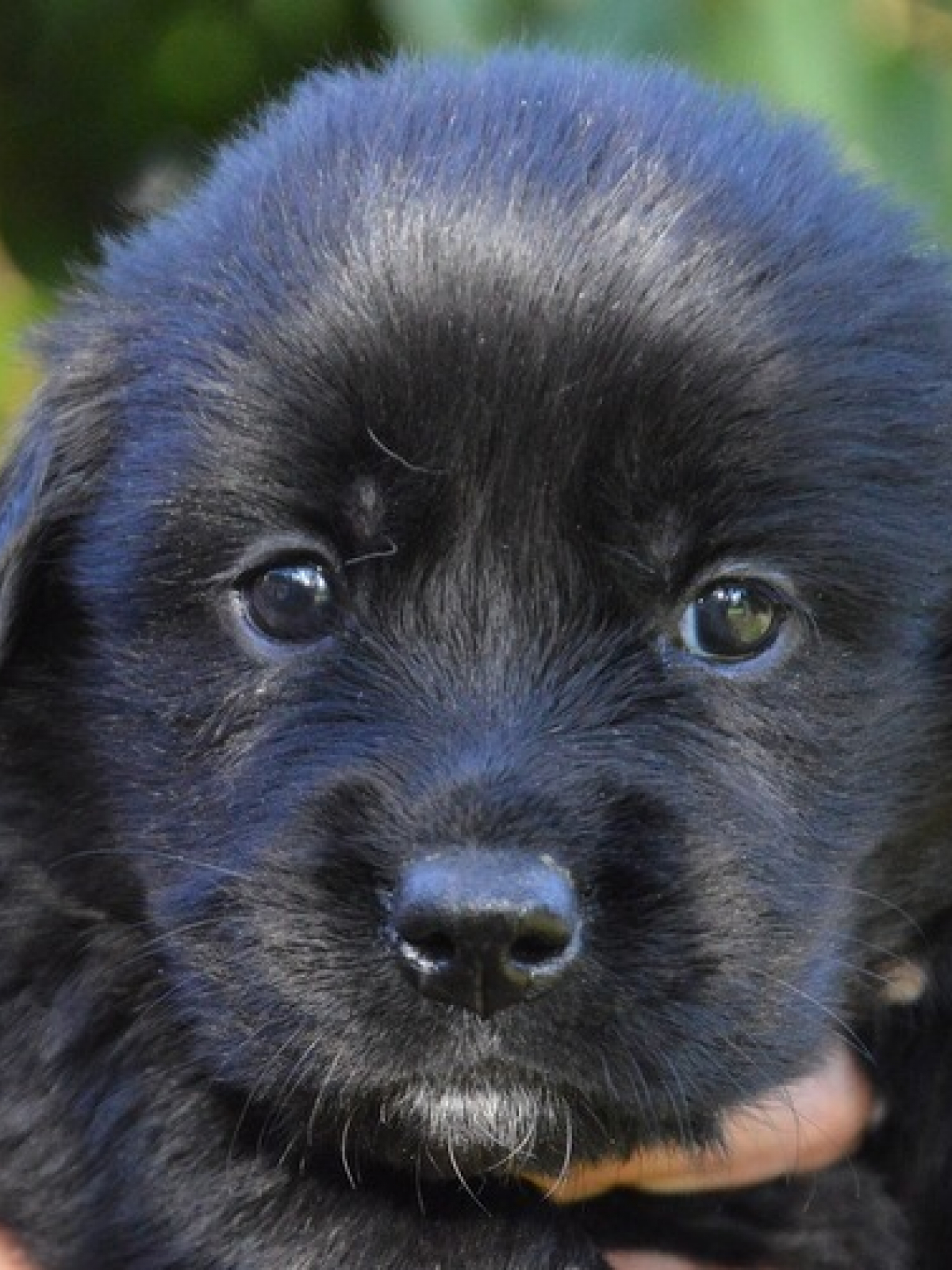 Elizabeth - Chien à adopter à Chamarande (91) - Animaux.fr