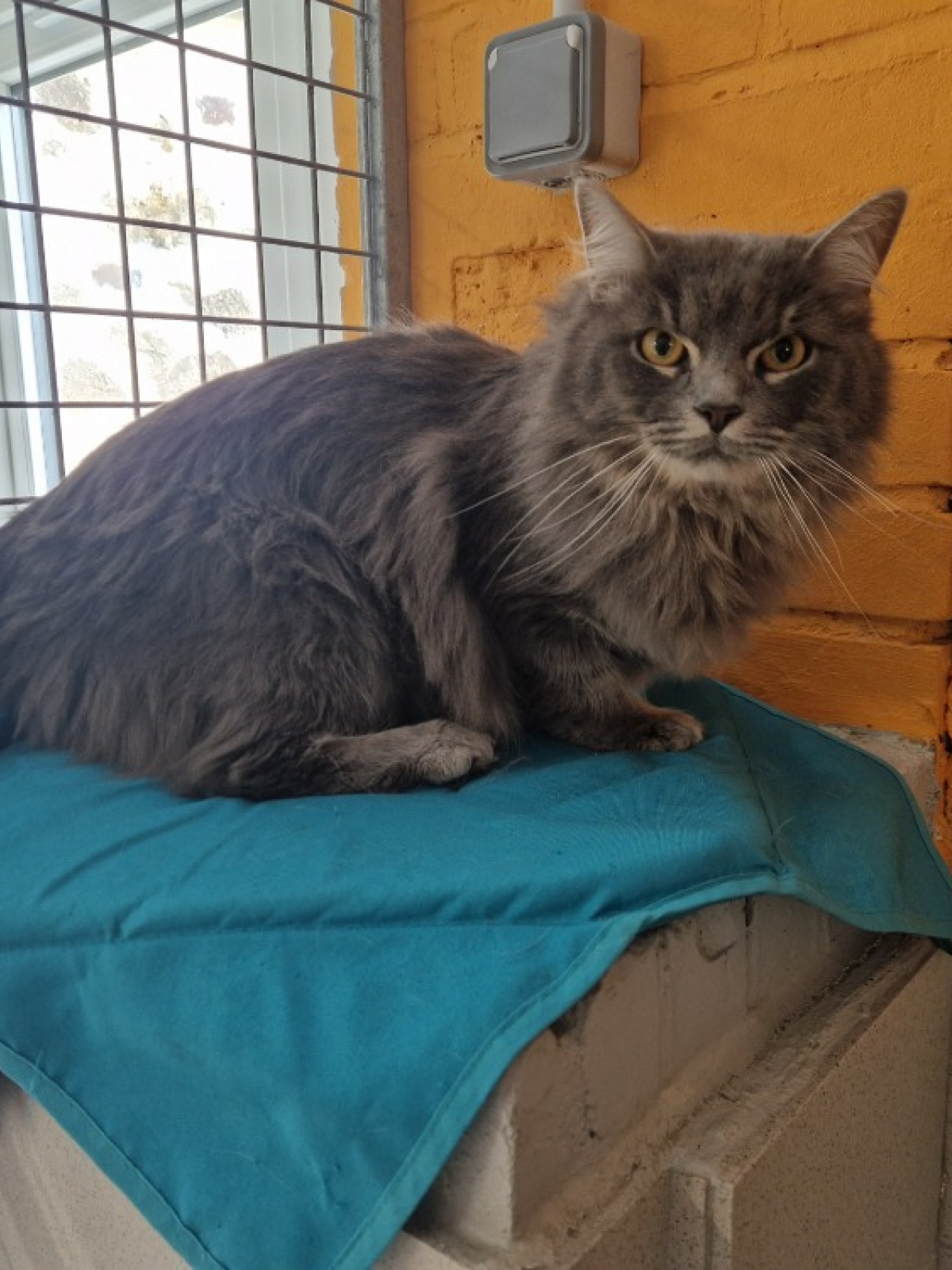 Jock - Européen à adopter à Yvré-l'Évêque (72) - Animaux.fr