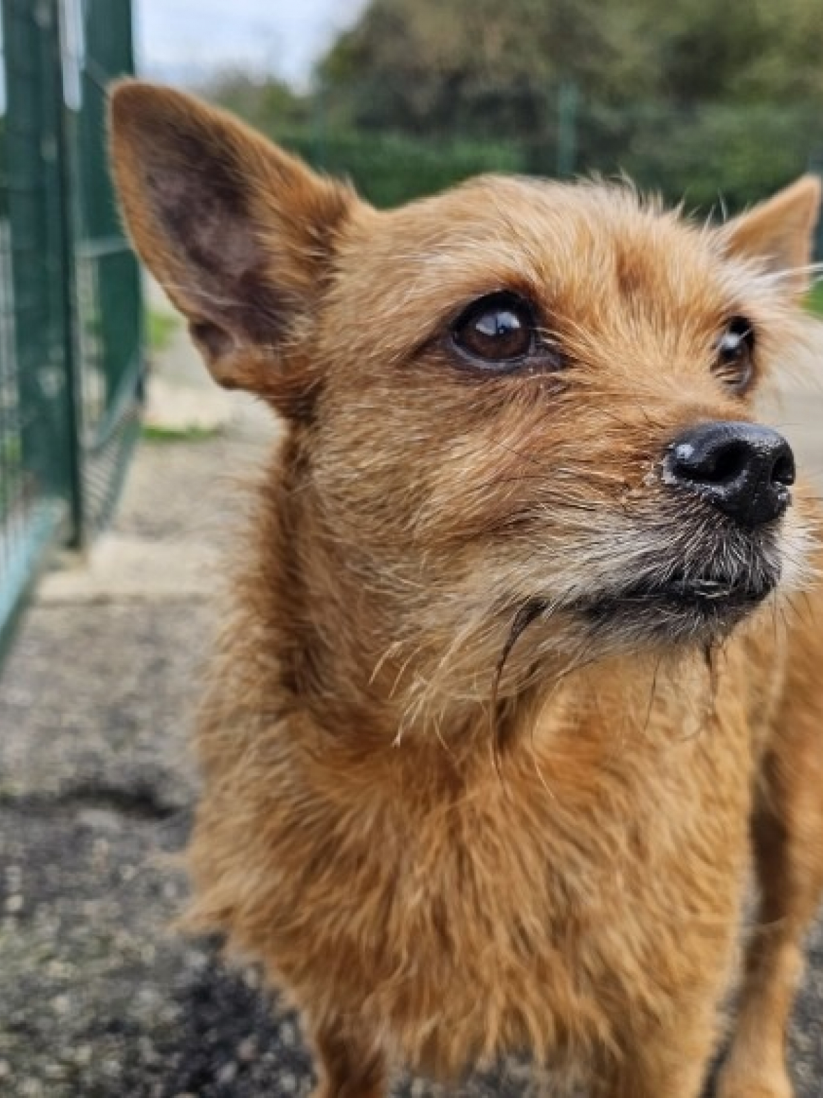 Milka - Yorkshire Terrier à adopter à étalondes (76) - Animaux.fr