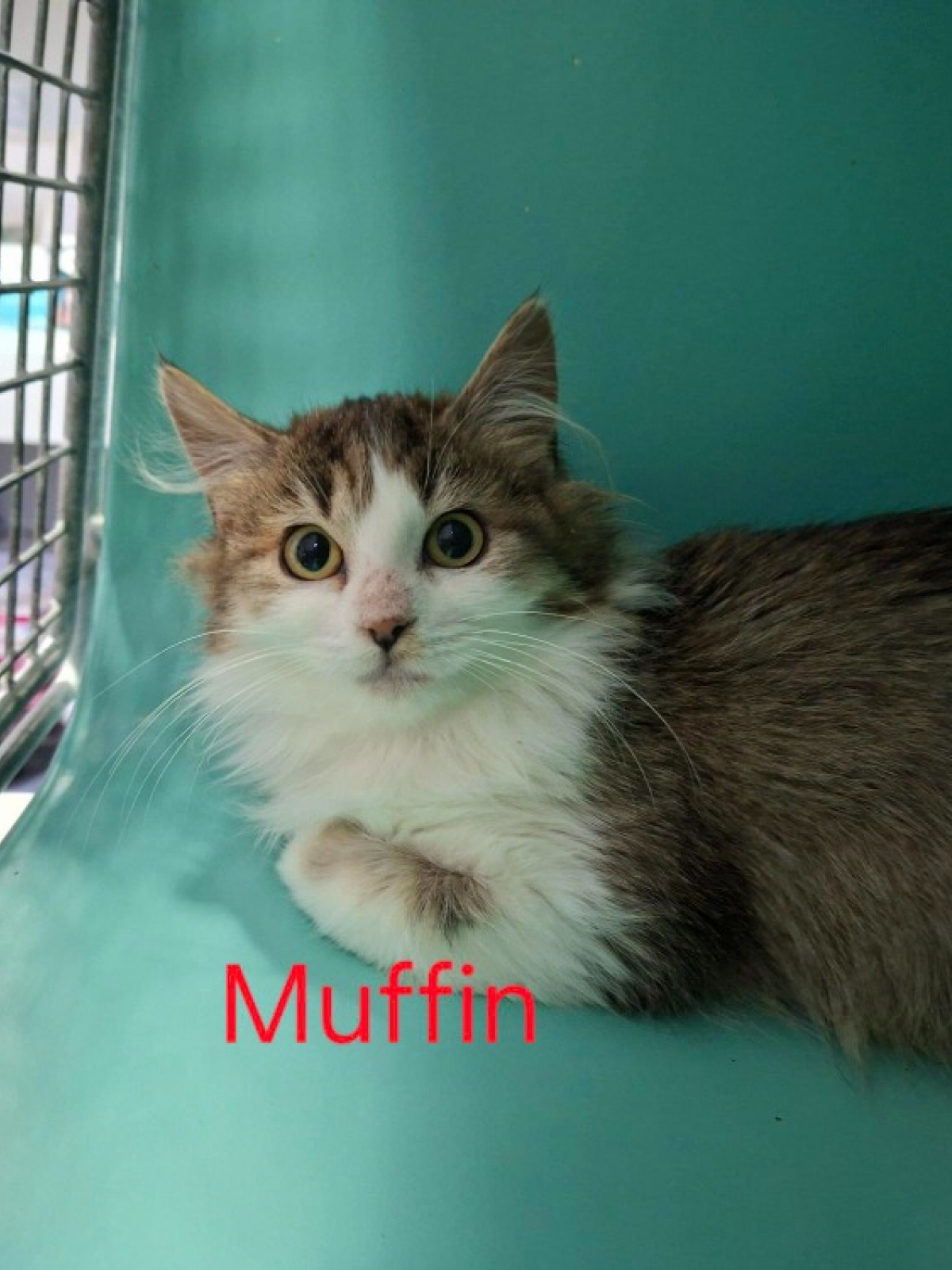 Muffin - Européen à adopter à Poulainville (80) - Animaux.fr