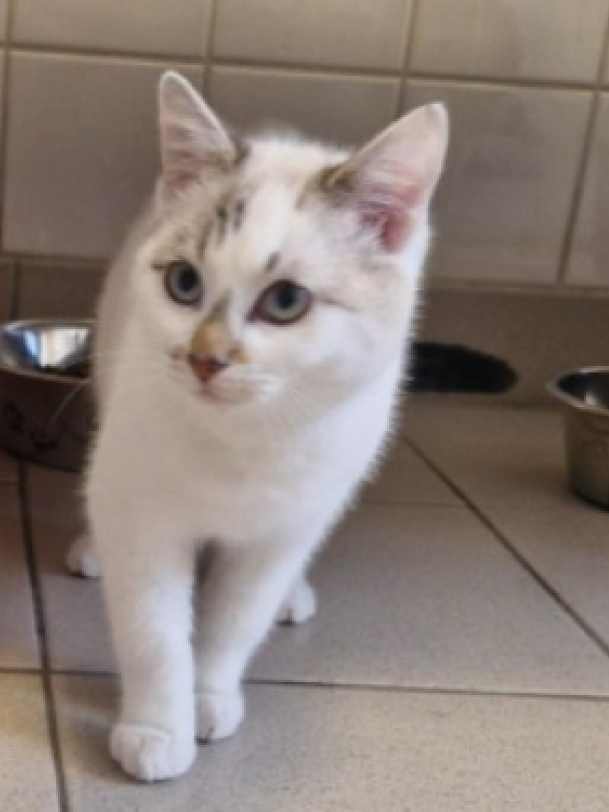 Fergus - Européen à adopter à Rennes (35) - Animaux.fr