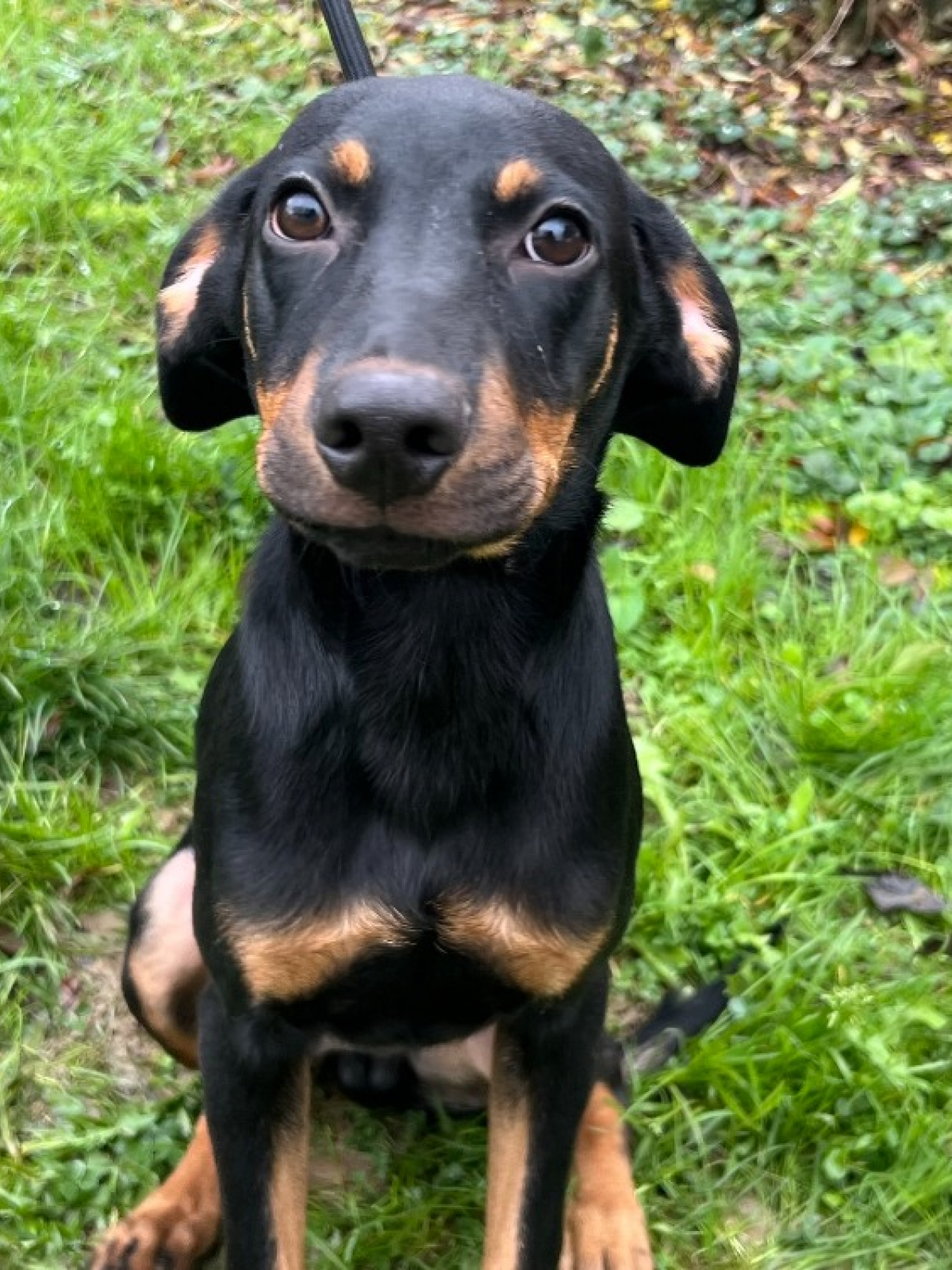 Cid - Dobermann à adopter à Arry (57) - Animaux.fr