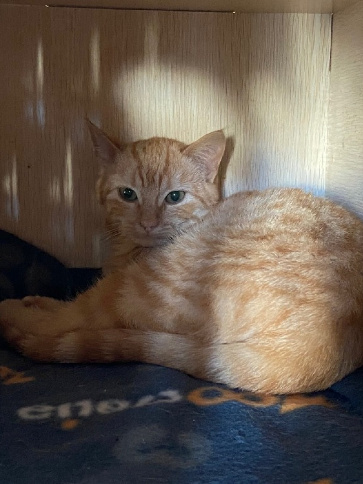 Zut - Européen à adopter à Les Sables-d'Olonne (85) - Animaux.fr