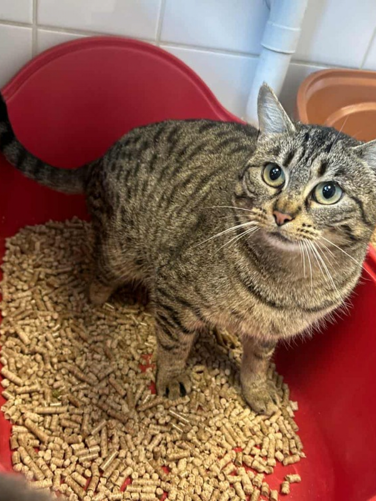 Feta - Européen à adopter à Rennes (35) - Animaux.fr