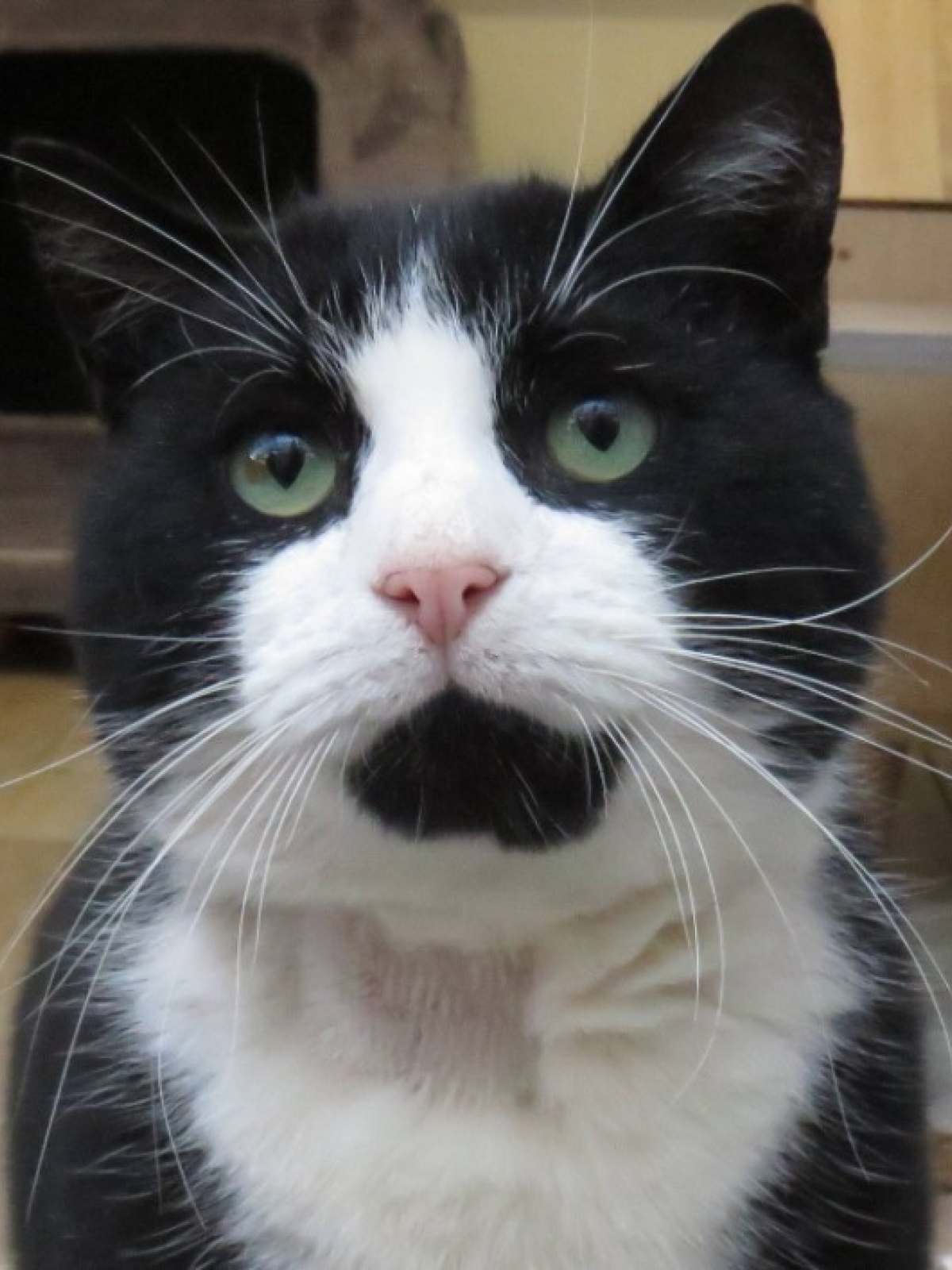 Grisby - Européen à adopter à Chilleurs-aux-Bois (45) - Animaux.fr
