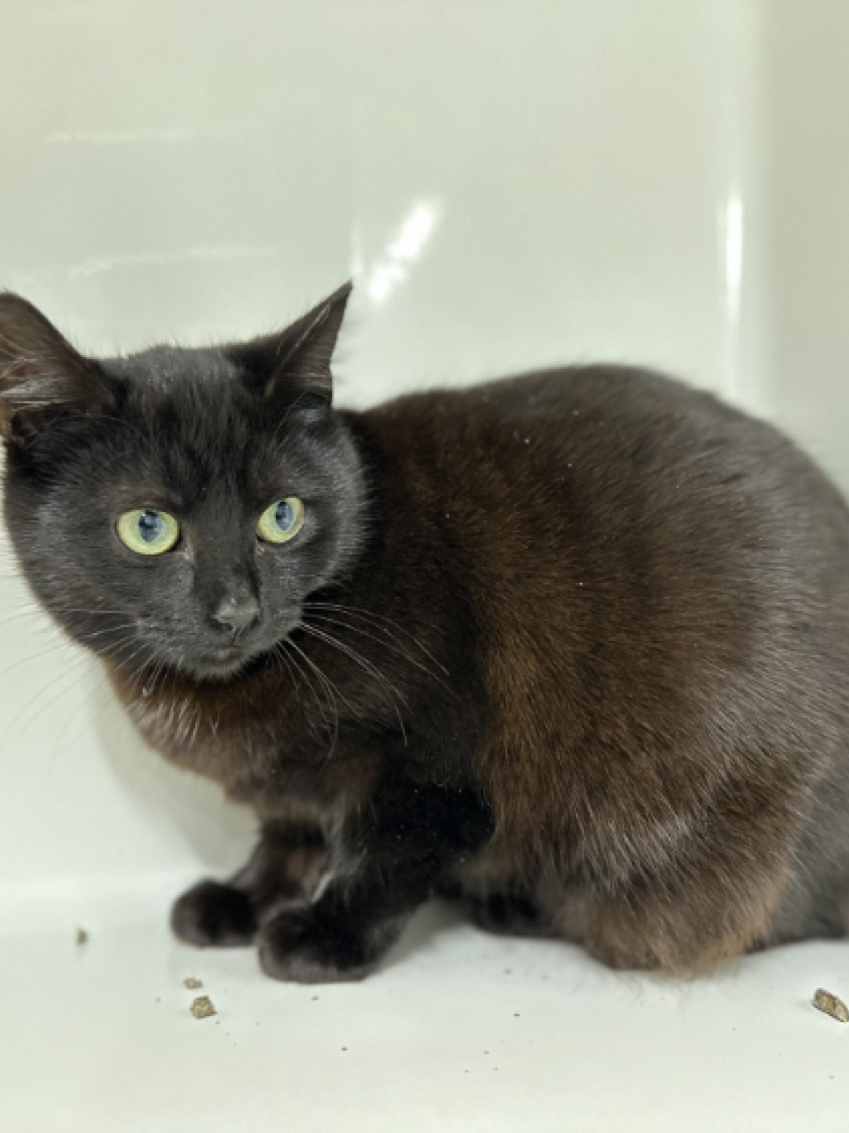 Comanches - Européen à adopter à Morée (41) - Animaux.fr