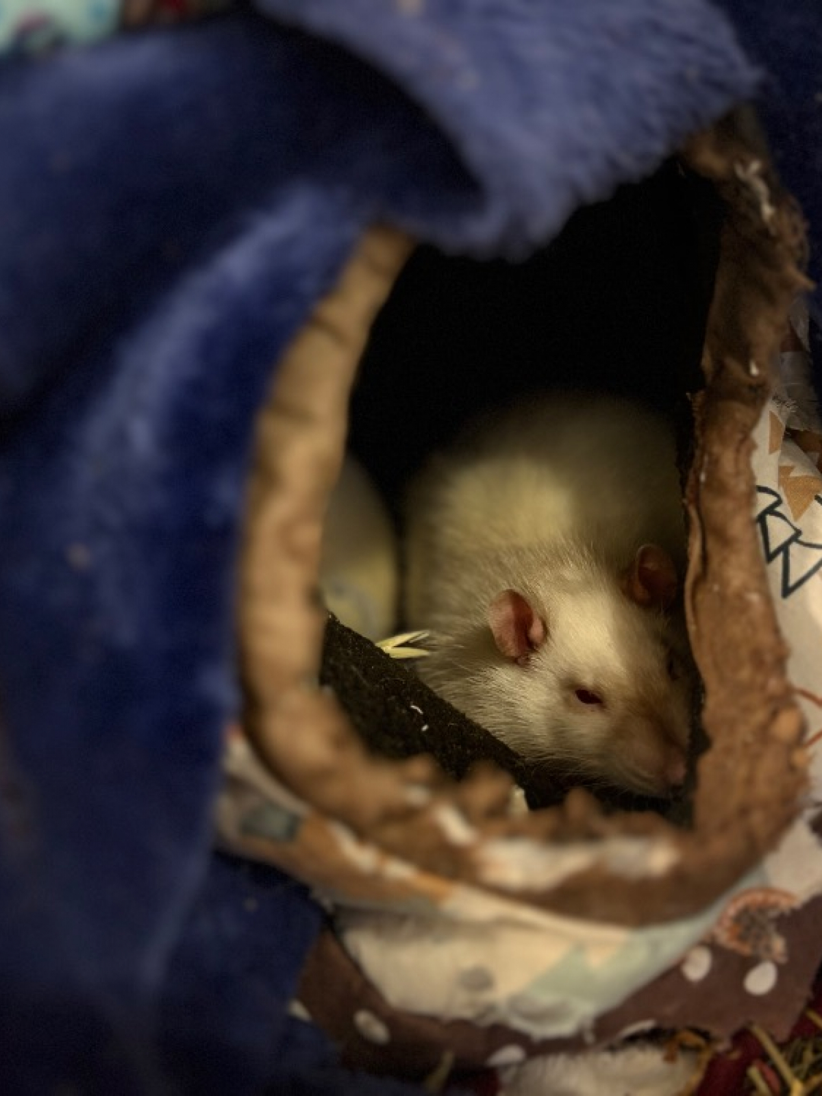 Patch - Rat à adopter à Thionville (57) - Animaux.fr