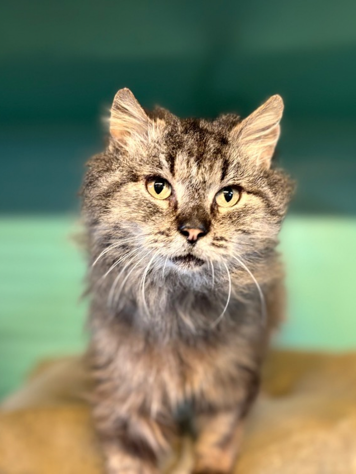 Neuda - Européen à adopter à Thionville (57) - Animaux.fr