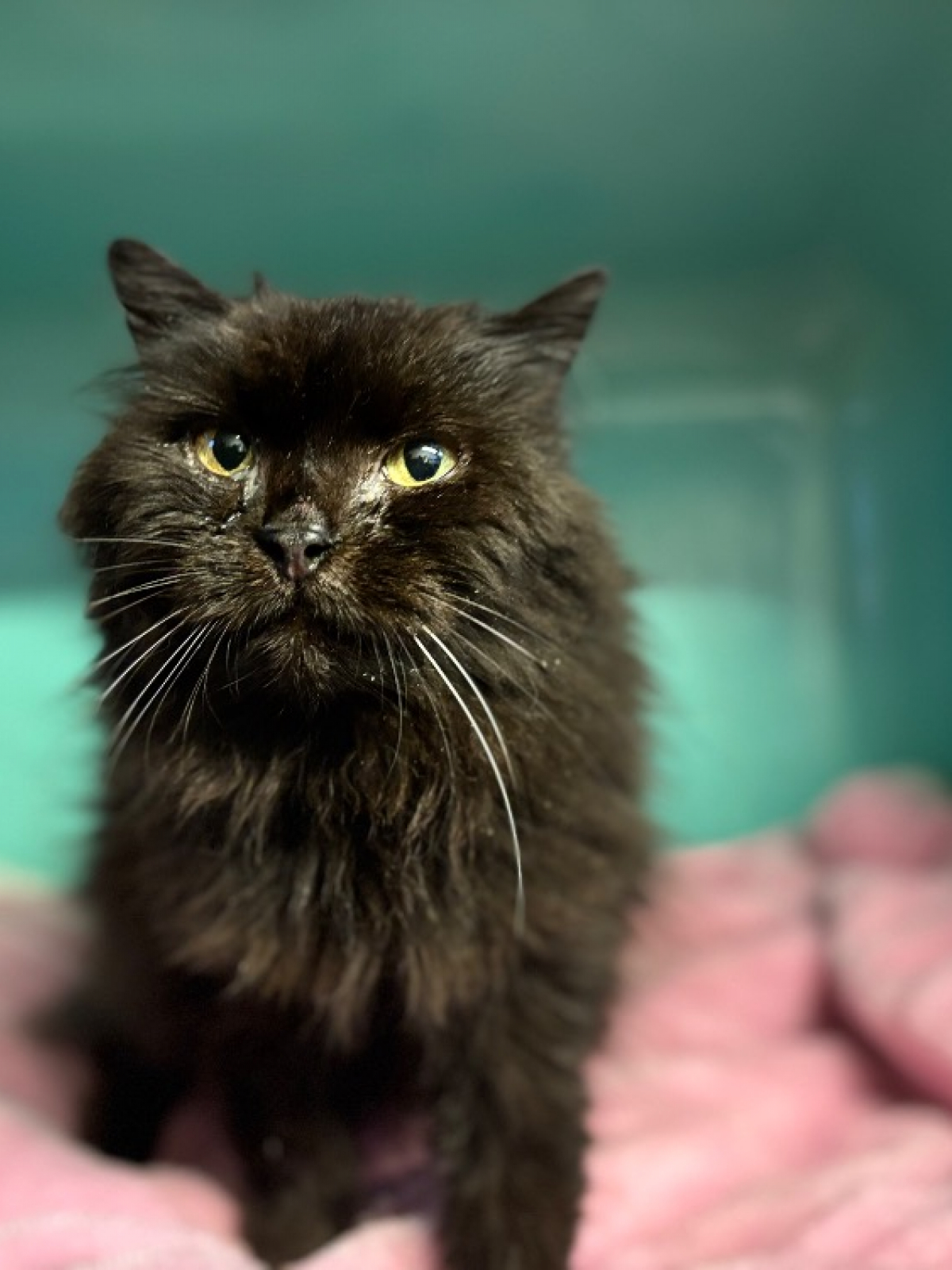 Gisele - Européen à adopter à Thionville (57) - Animaux.fr