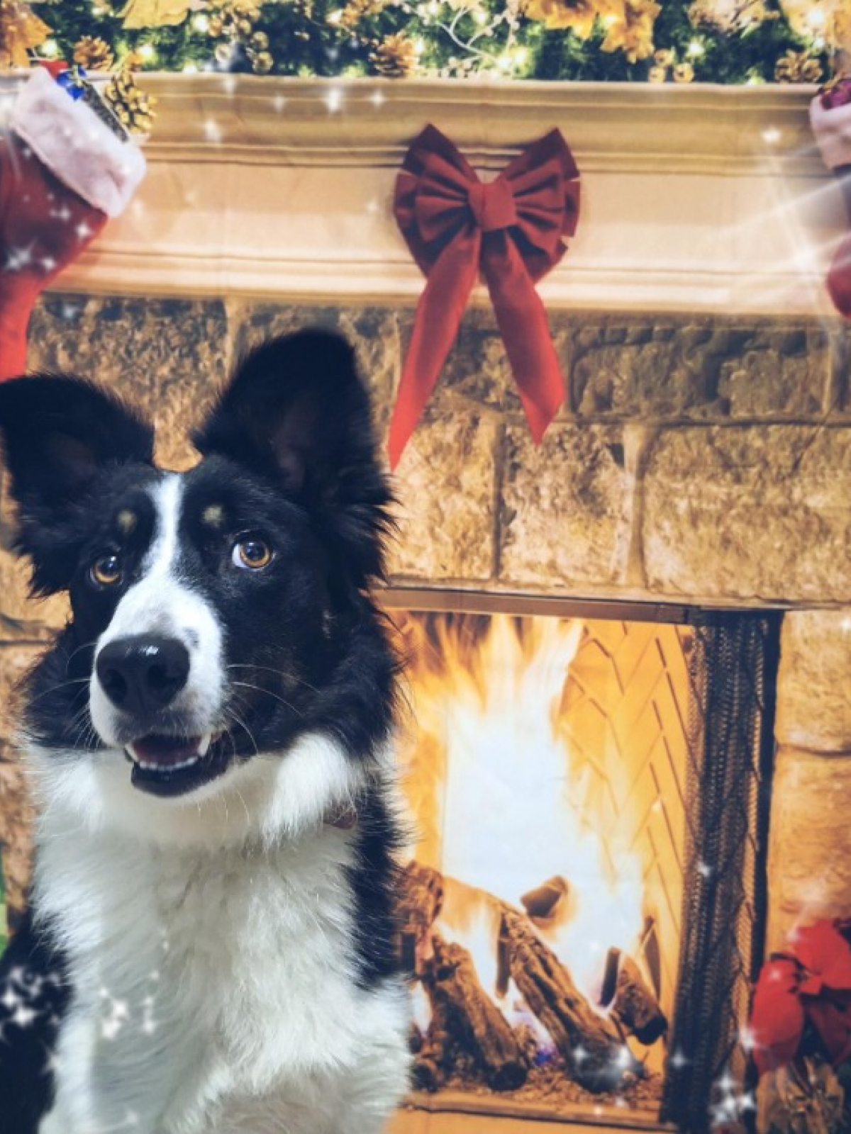 Windy - Border Collie à adopter à Bouguenais (44) - Animaux.fr