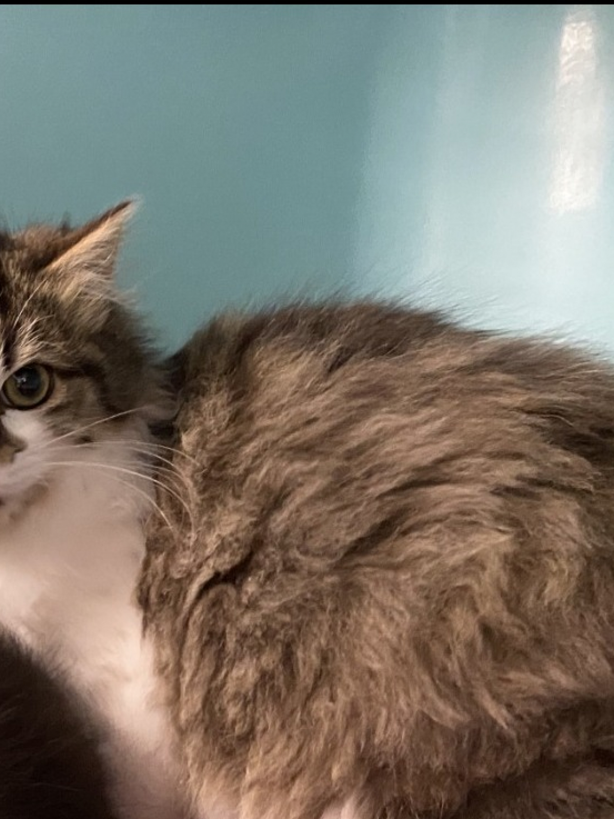 Manoe - Européen à adopter à Forbach (57) - Animaux.fr