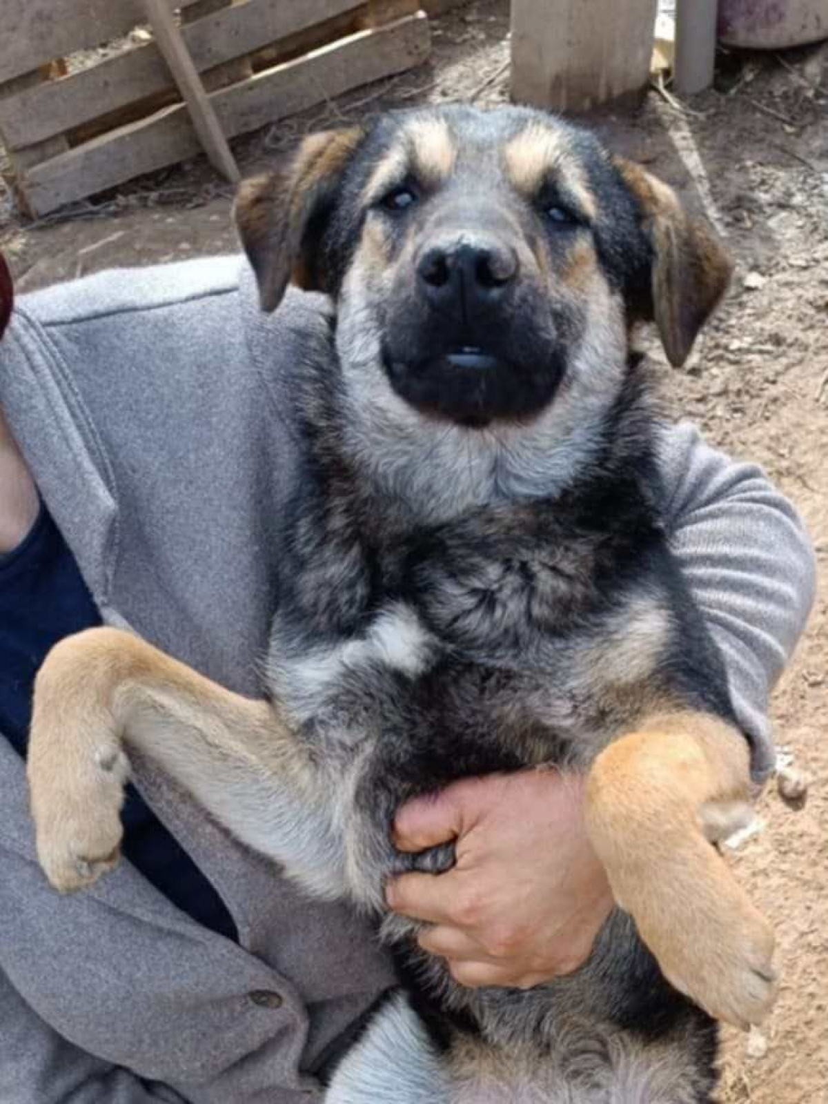 Yolanda - Chien à adopter - Roumanie - Animaux.fr