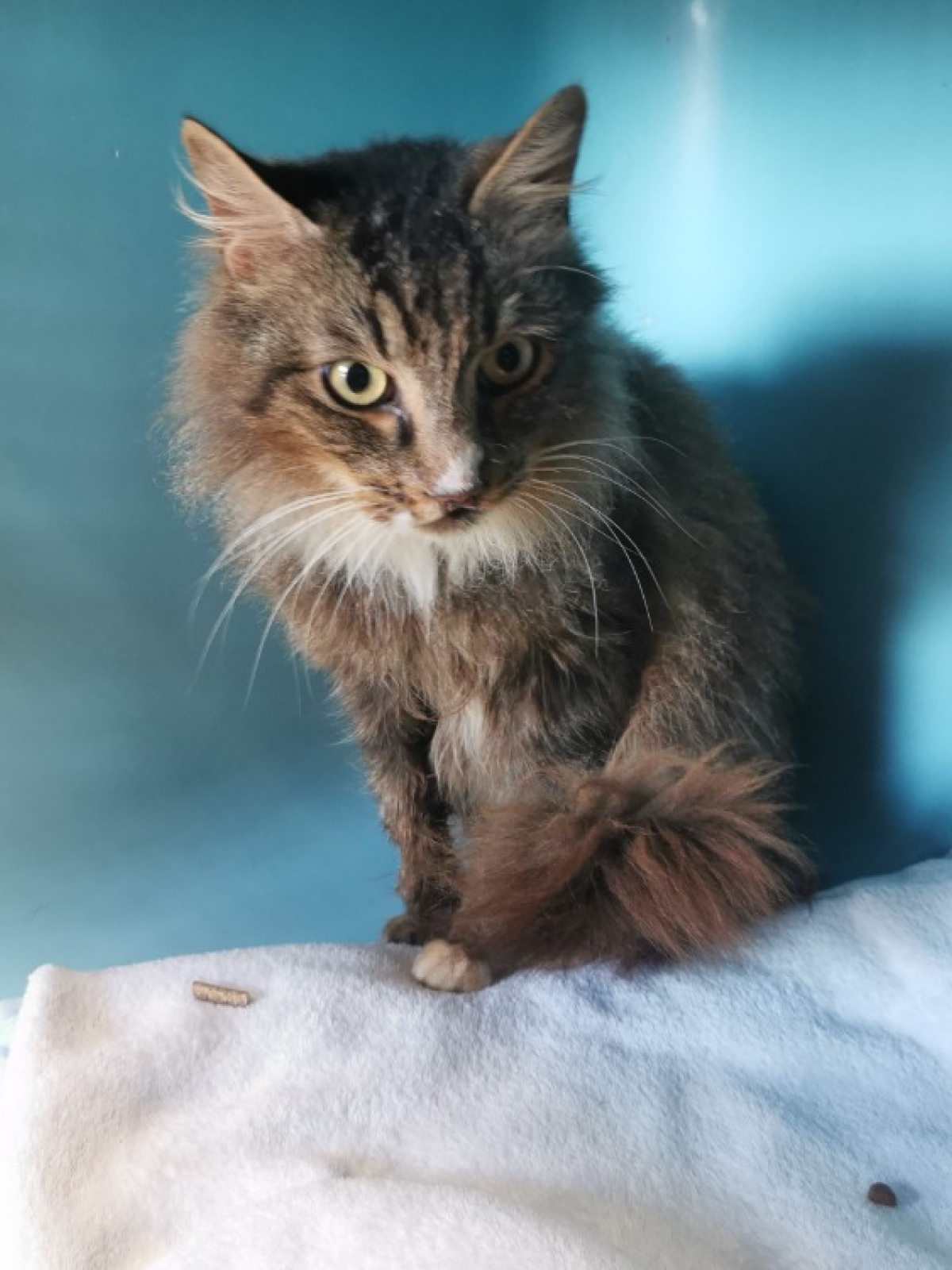 Tempo - Chat à adopter à Rennes (35) - Animaux.fr