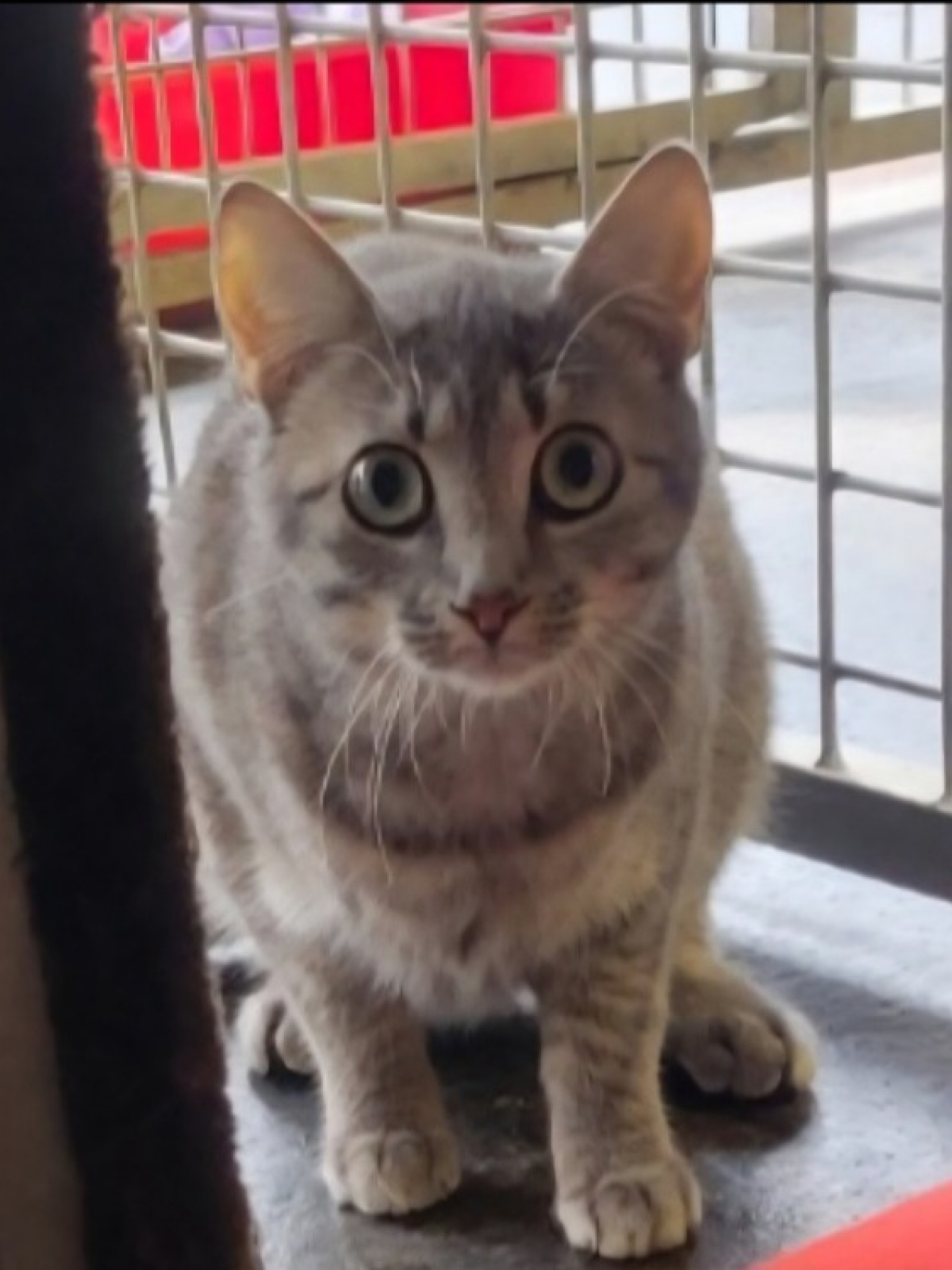 Audrey - Européen à adopter à Le Garric (81) - Animaux.fr