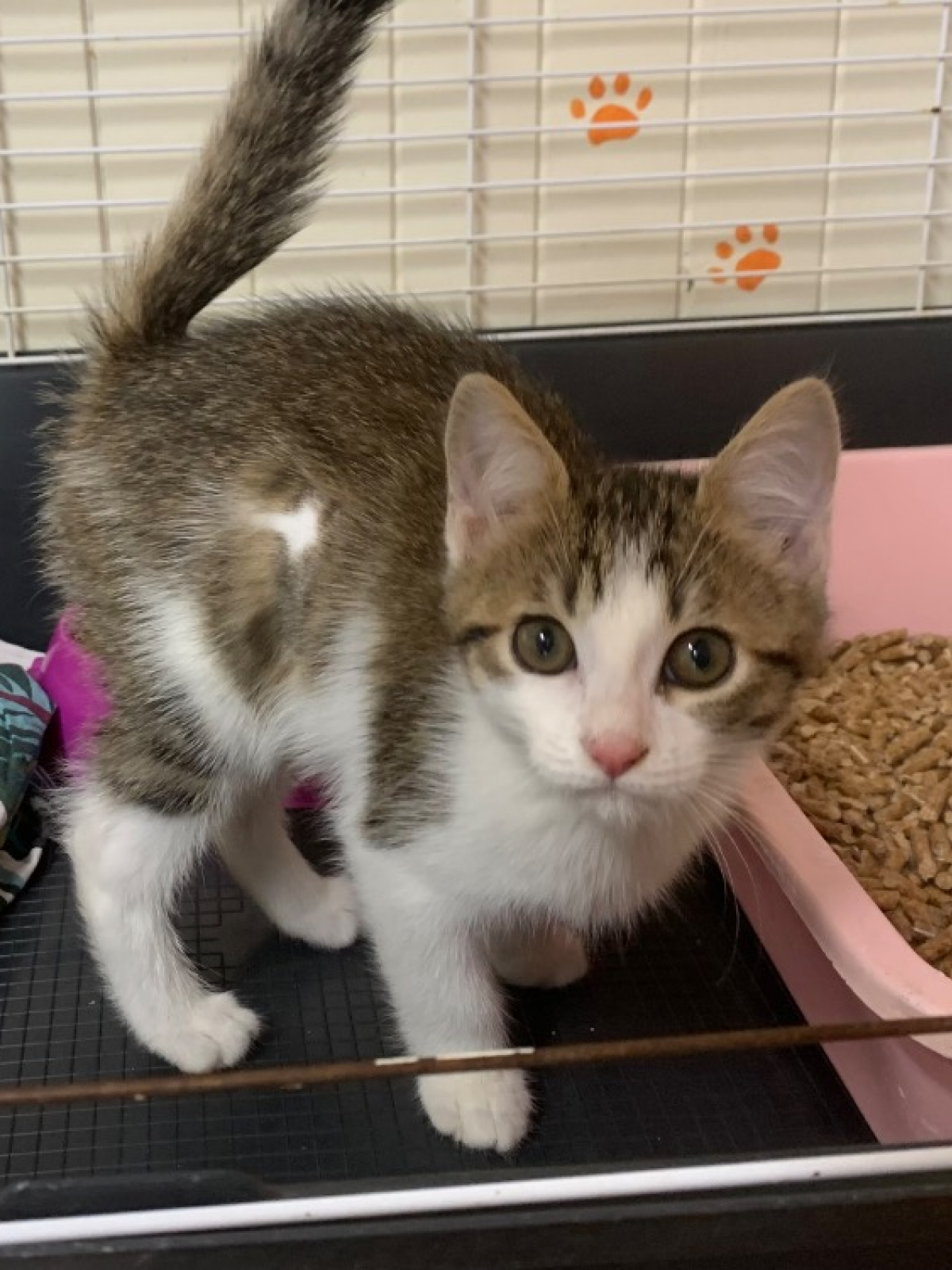 Magnolia - Européen à adopter à Marennes (69) - Animaux.fr